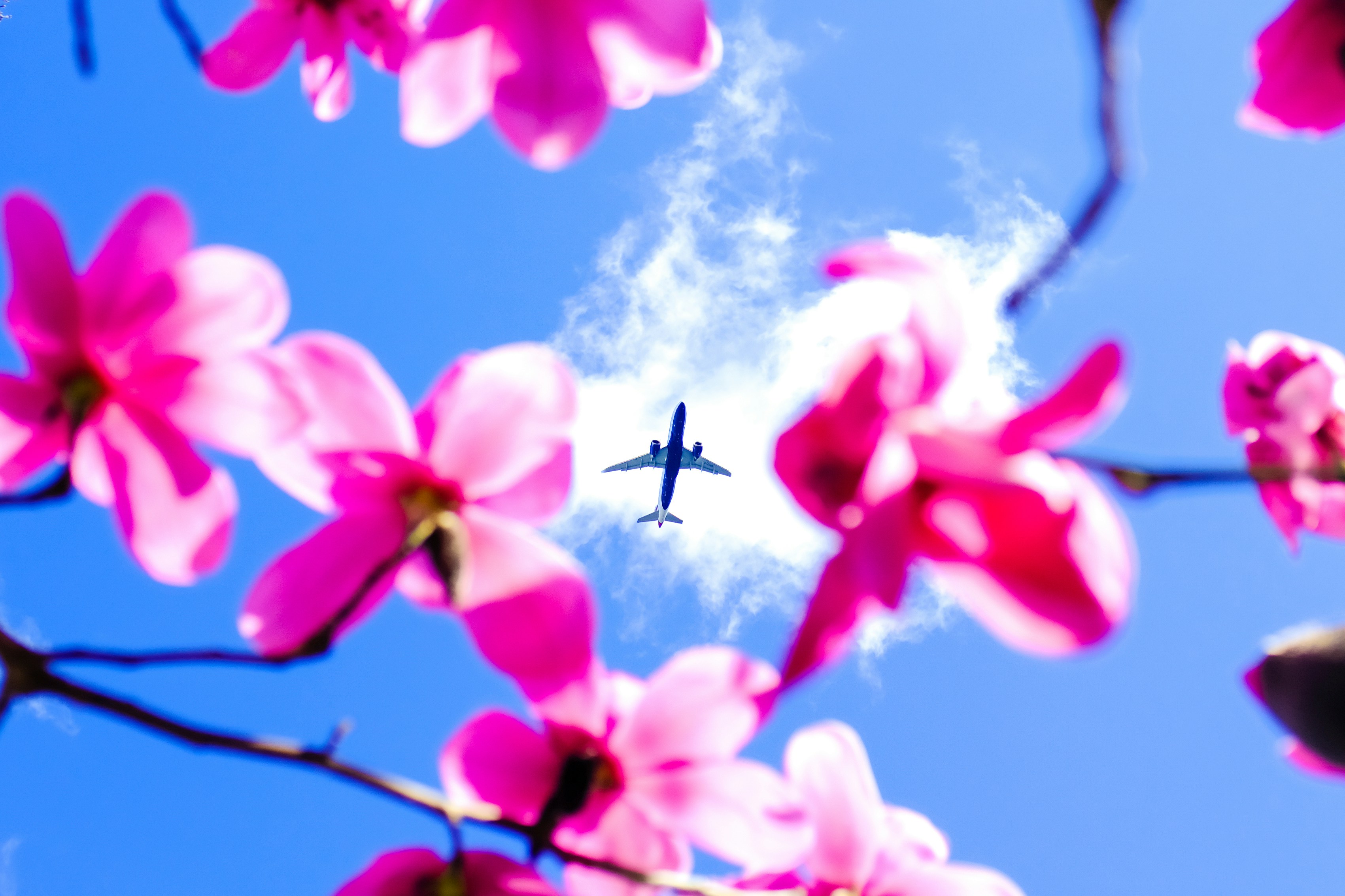 Beautiful pink magnolia with blue sky and a surprise
