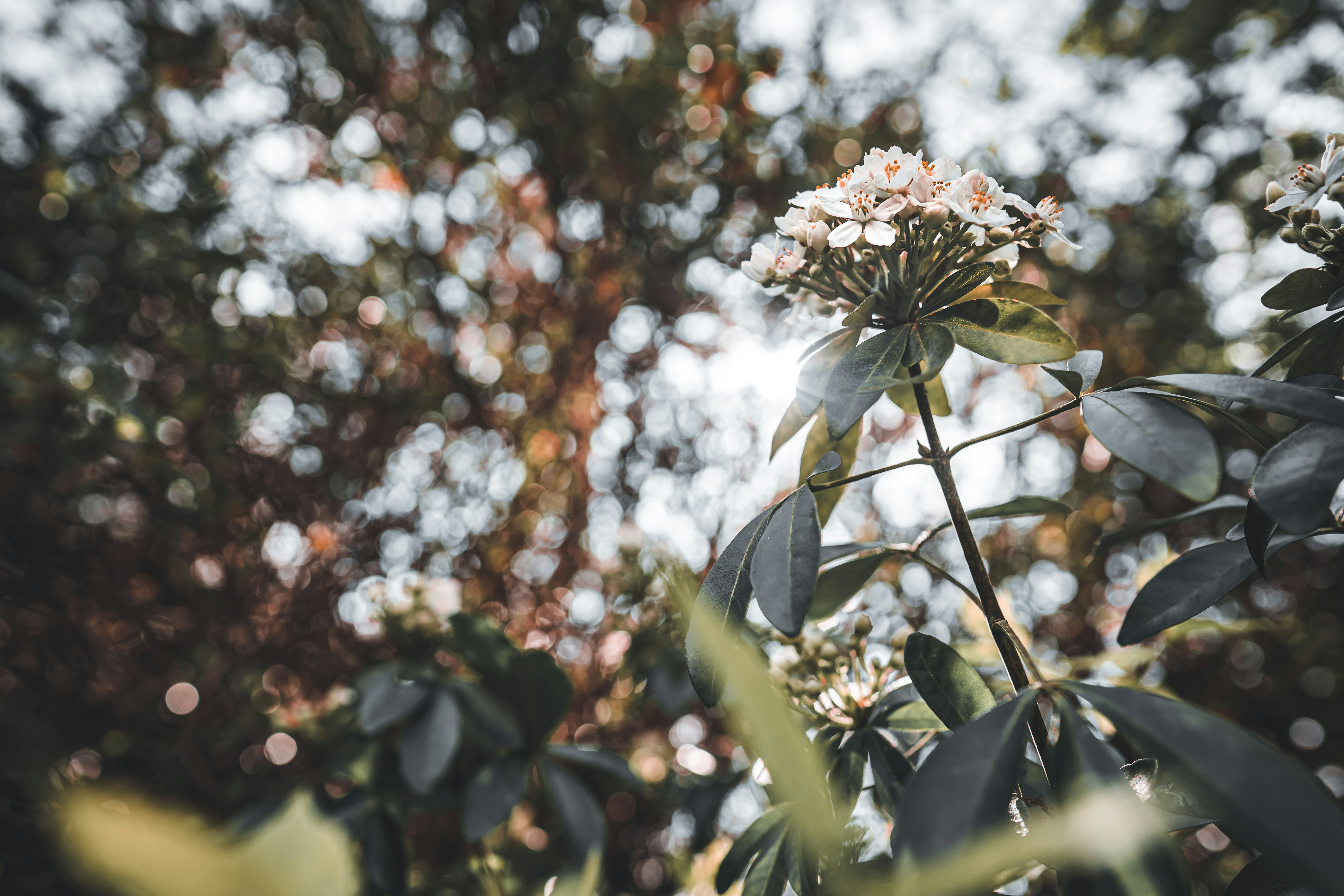 Delicate white flowers emerge from lush green leaves, framed by soft bokeh and dappled sunlight filtering through the trees.