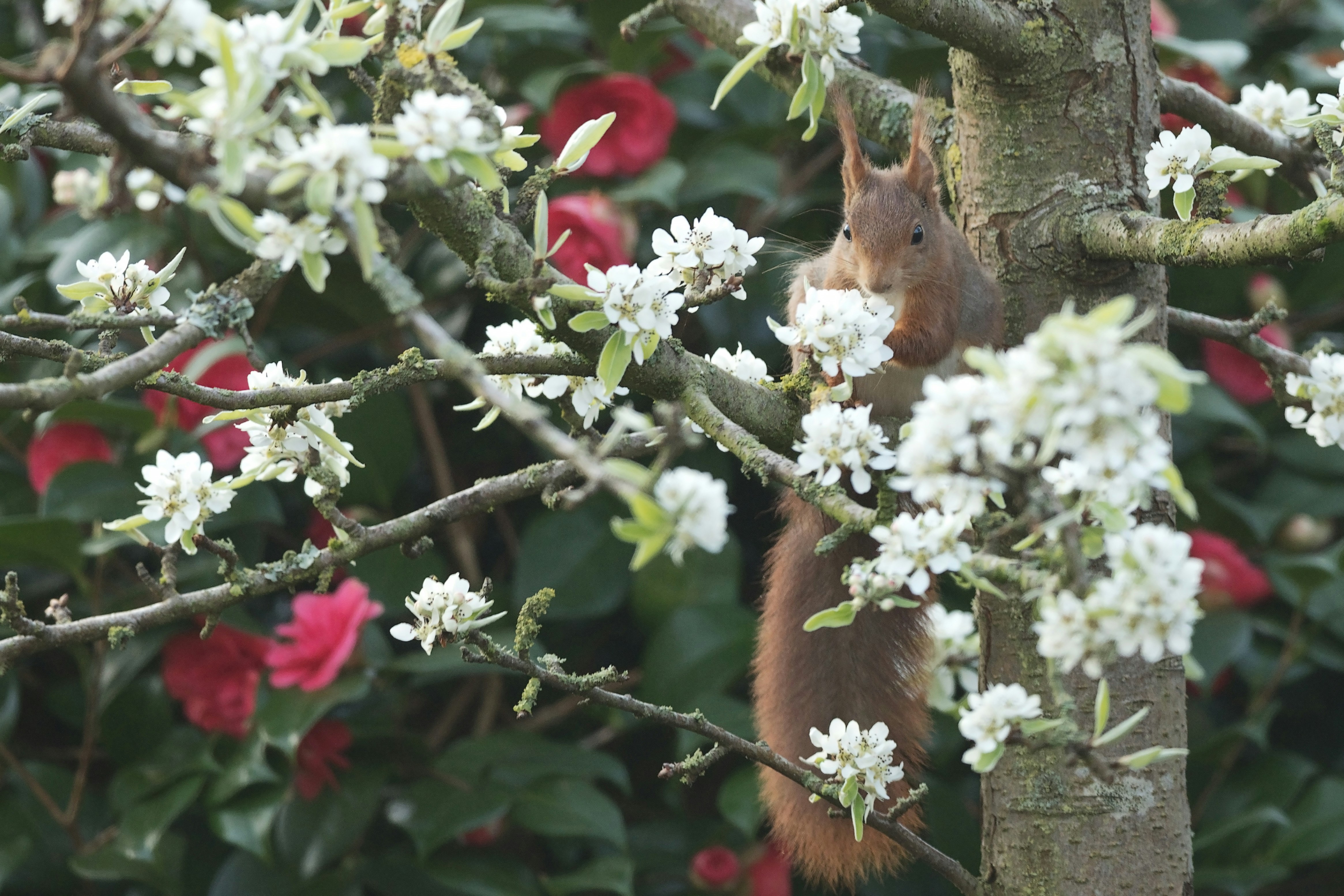 Red Squirrel