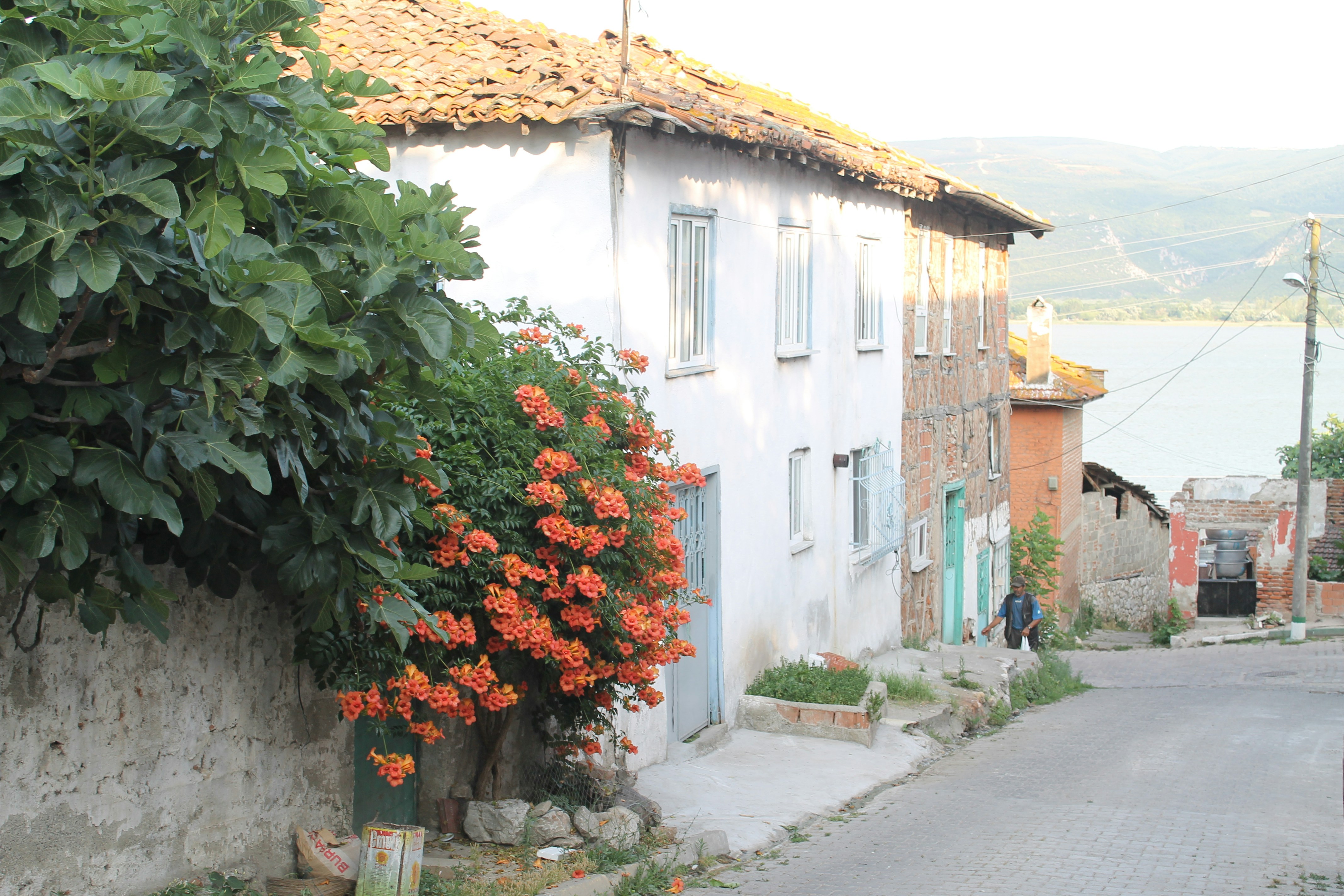 Rustic Alleyway with Blossoming Vines
