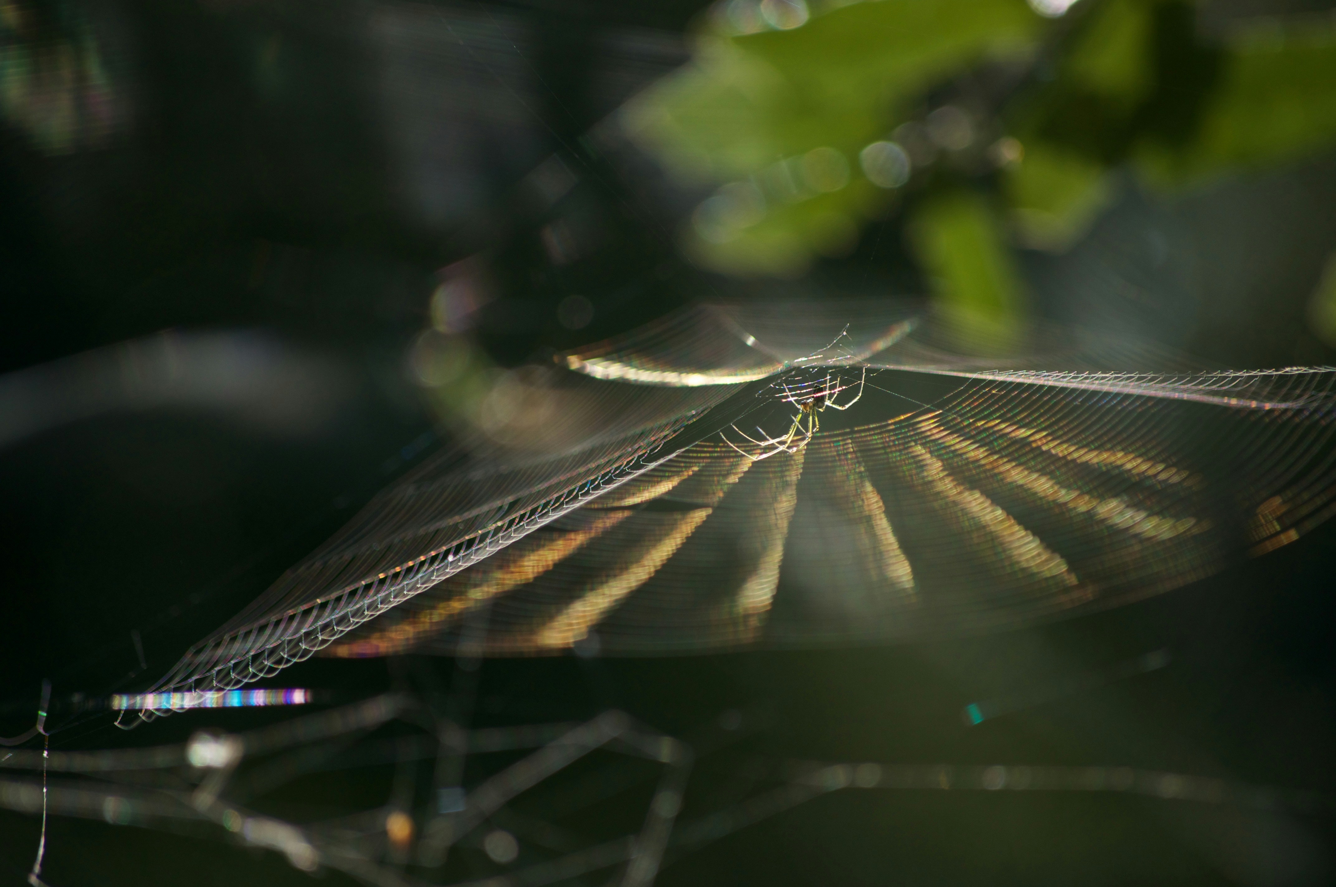 Spider web in close up photography photo – Free Morning Image on Unsplash