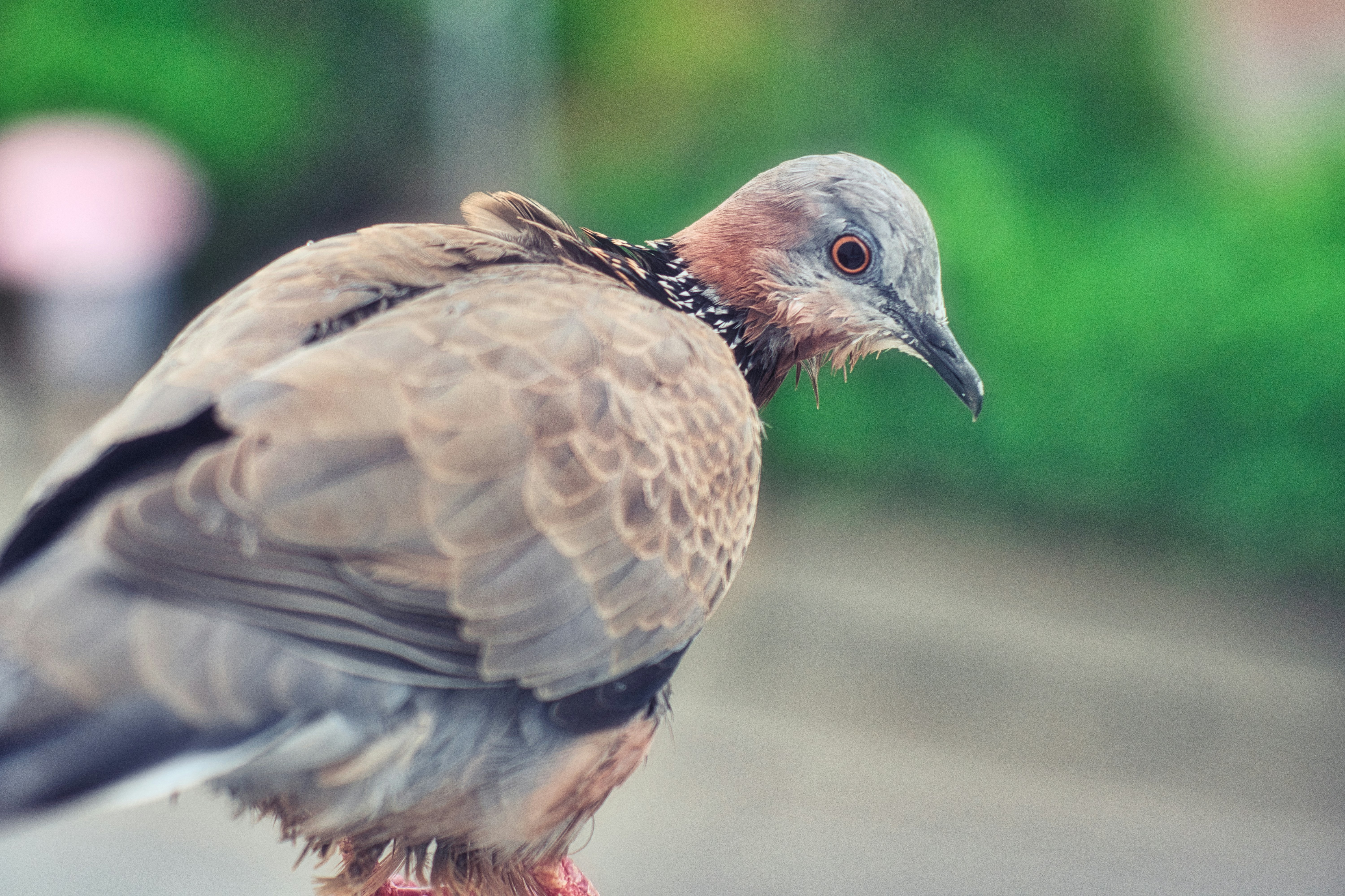 Pigeon in Soft Focus: A Quiet Moment with the Eye in Focus