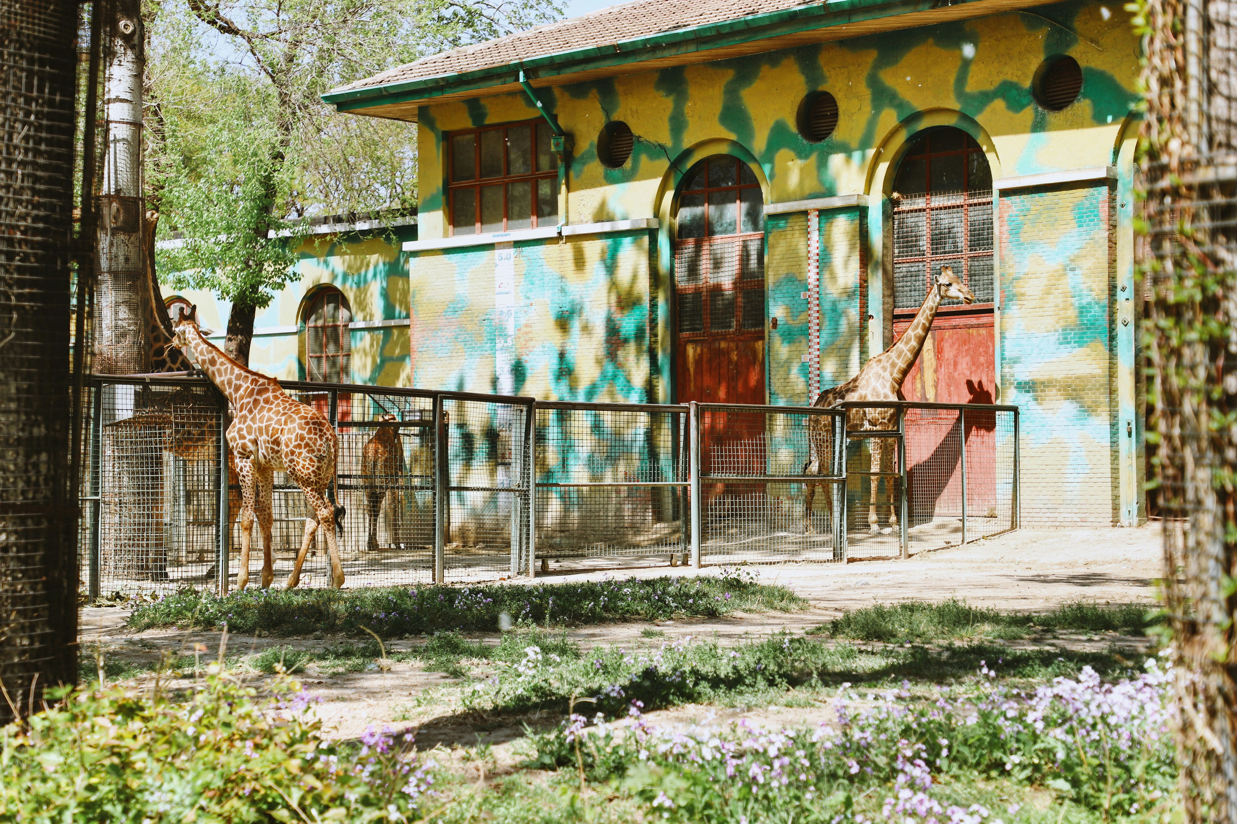 Two giraffes exploring their vibrant enclosure with a uniquely painted building in the background.