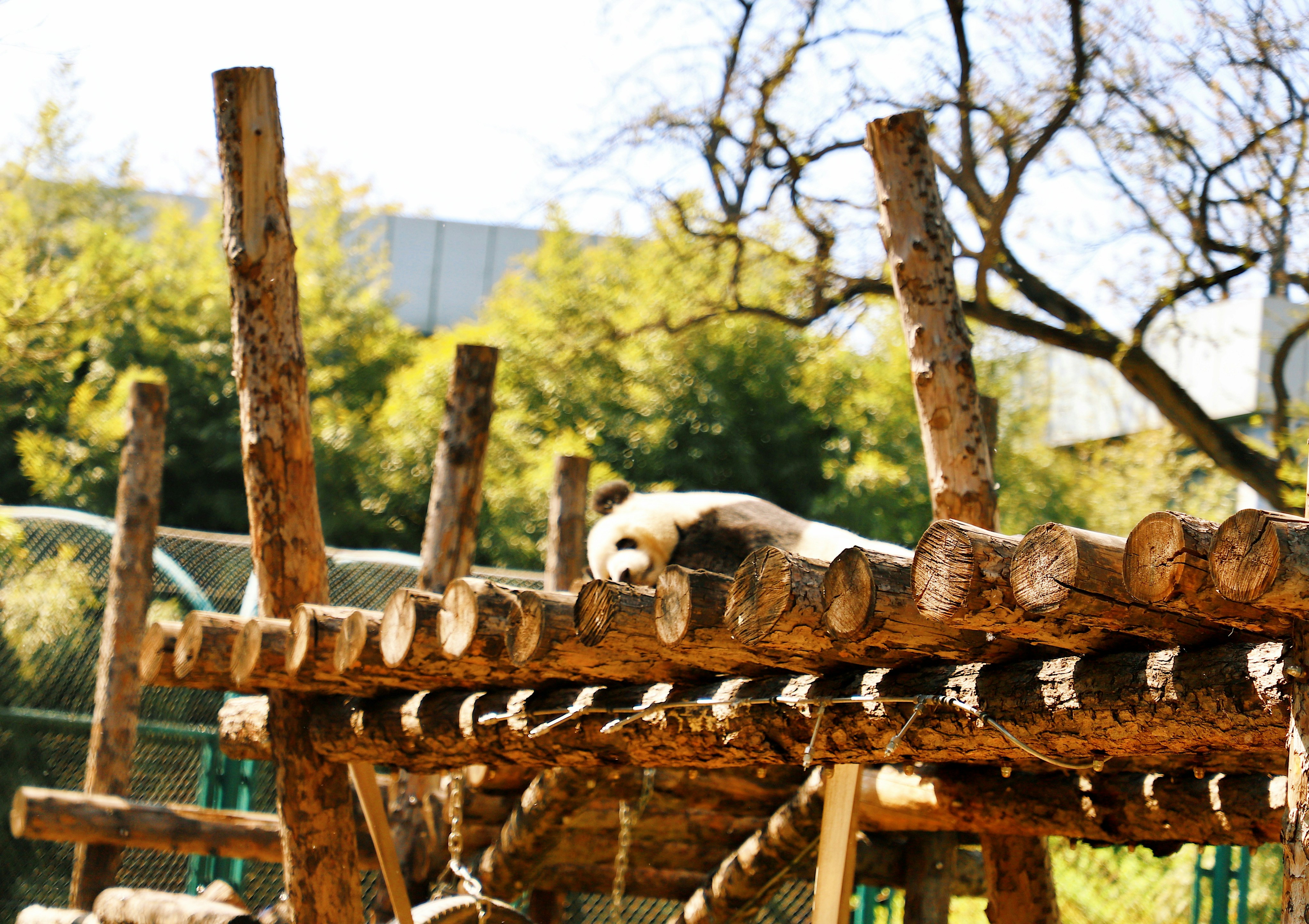 Bear on a Log Platform: Timber Obstacle Course in Sunlit Enclosure