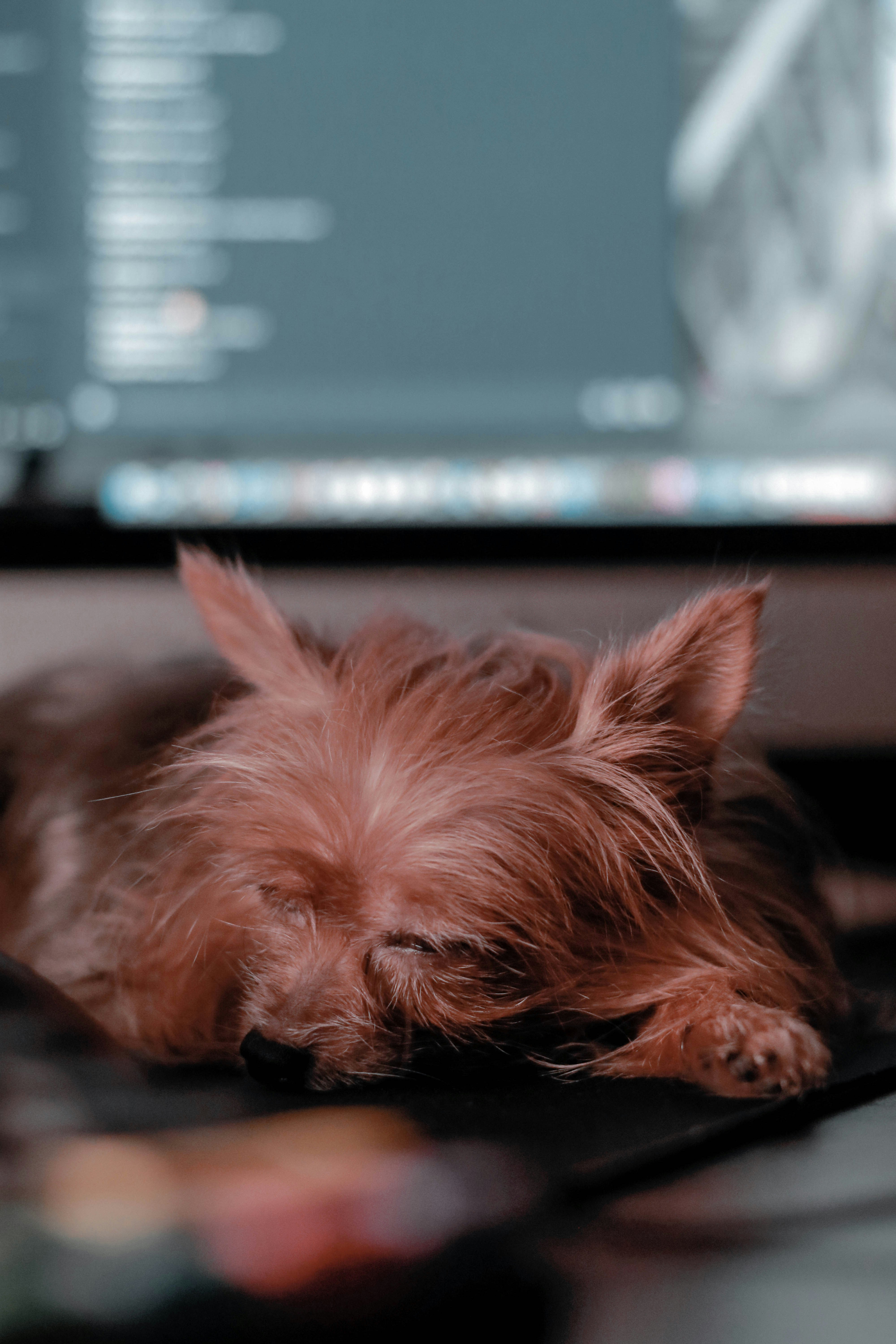 Napping by the Screen Glow: A Yorkie Finds Soft Light at a Desk