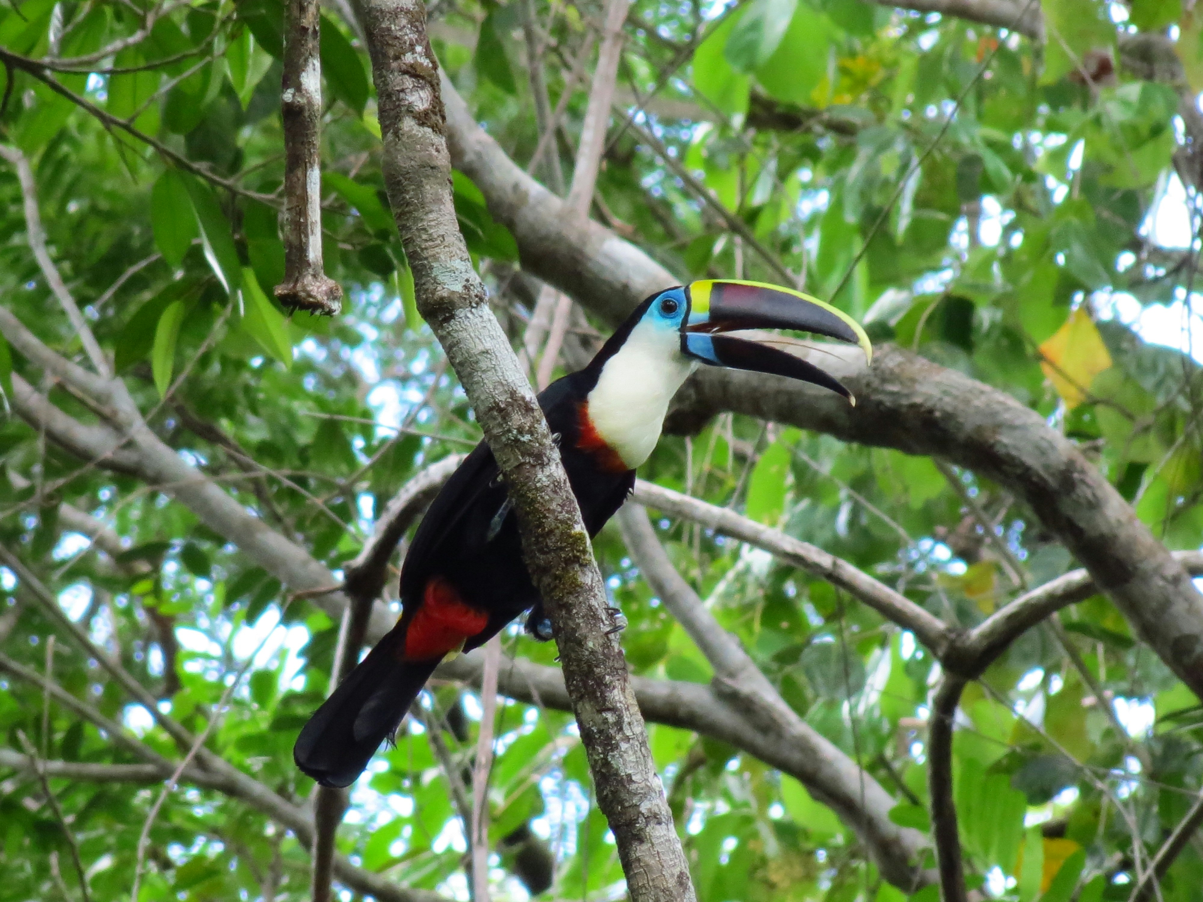 Toucan perched on a branch surrounded by dense green foliage.
