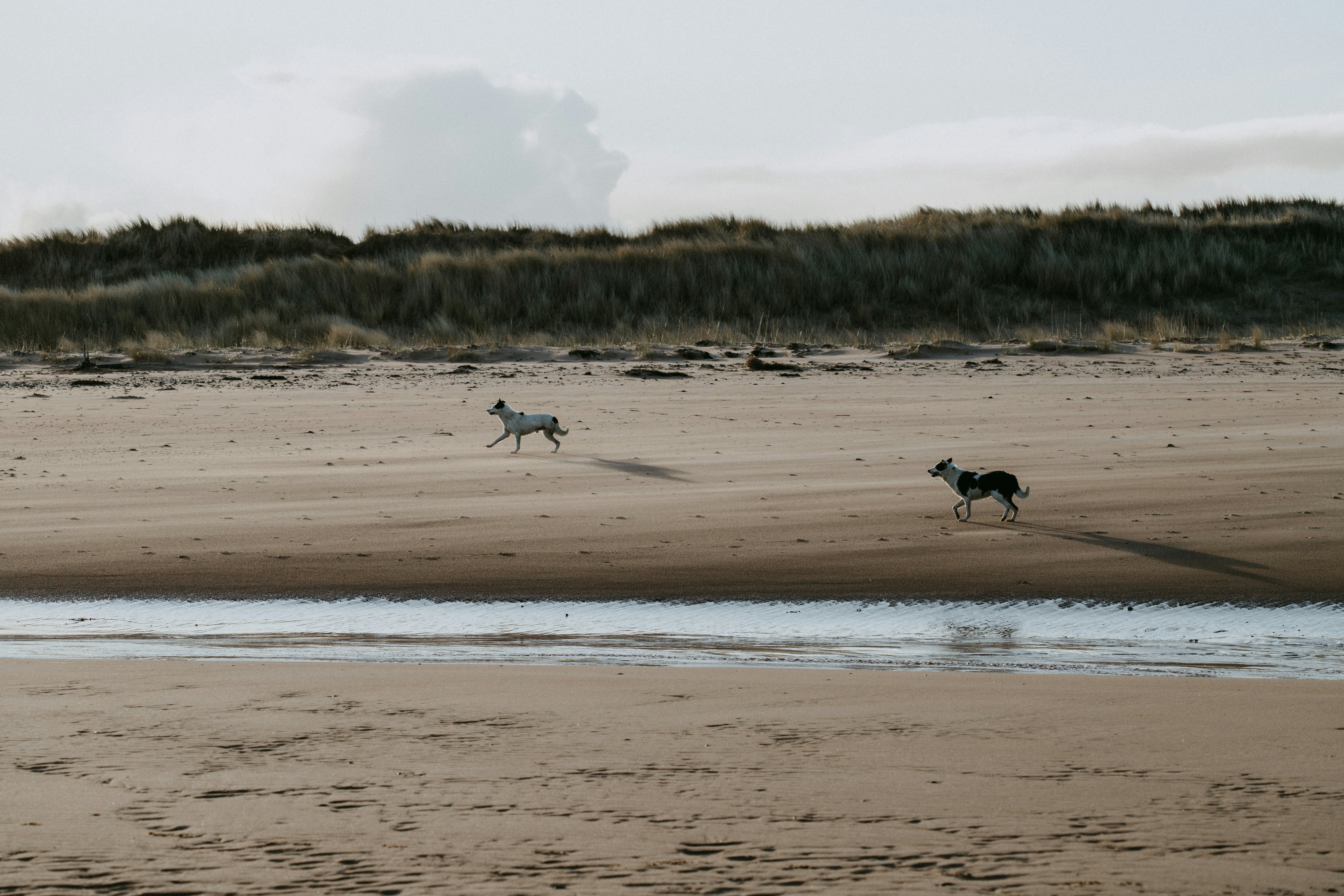 Two dogs run playfully across a sandy beach, with dunes and clouds in the background.