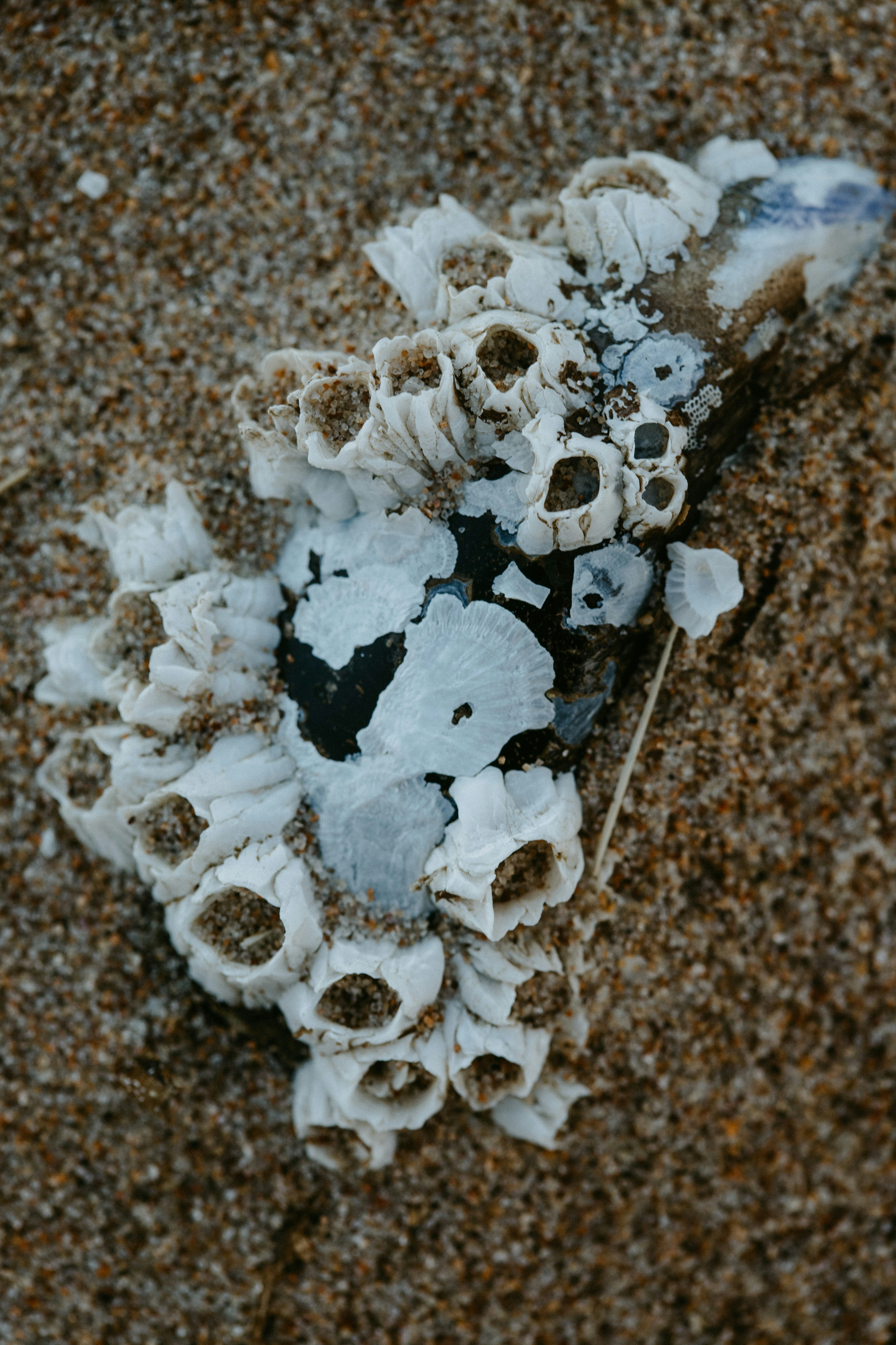 Bleached Barnacle Cluster Adrift on Sand