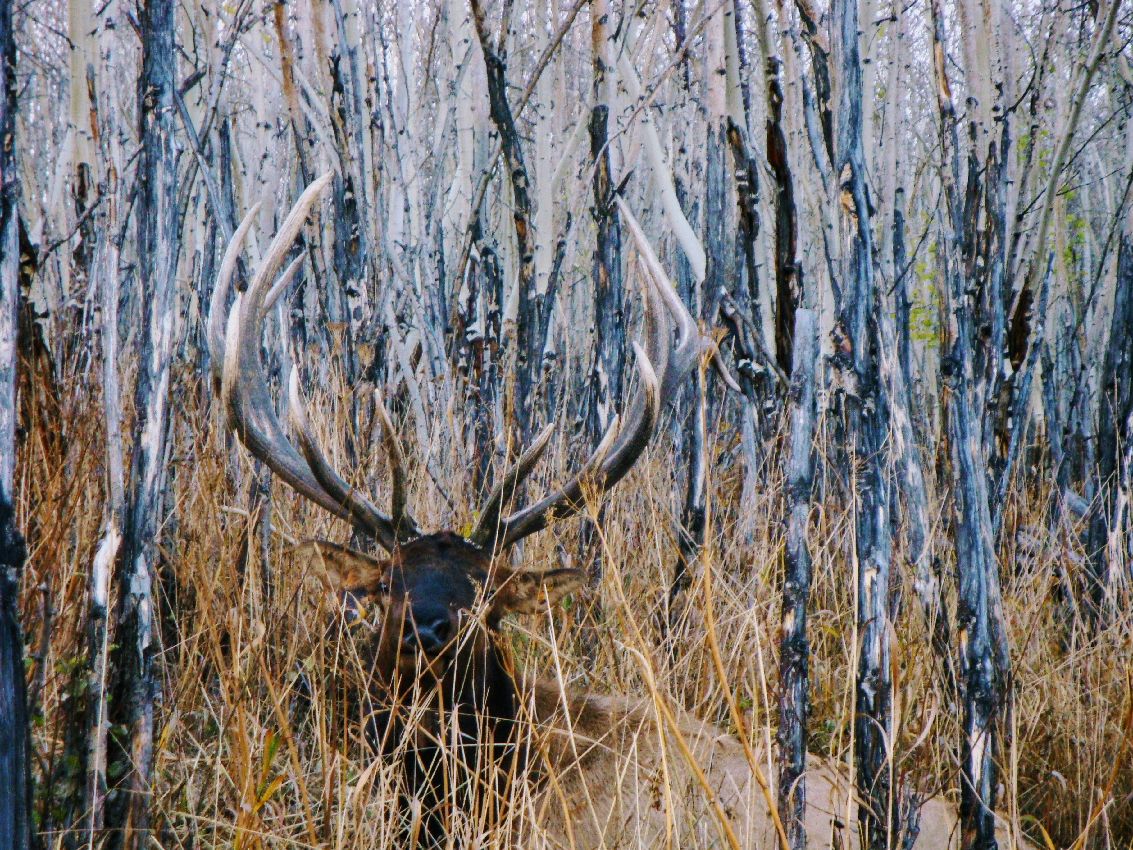 Stag Amid Silver-Washed Forest