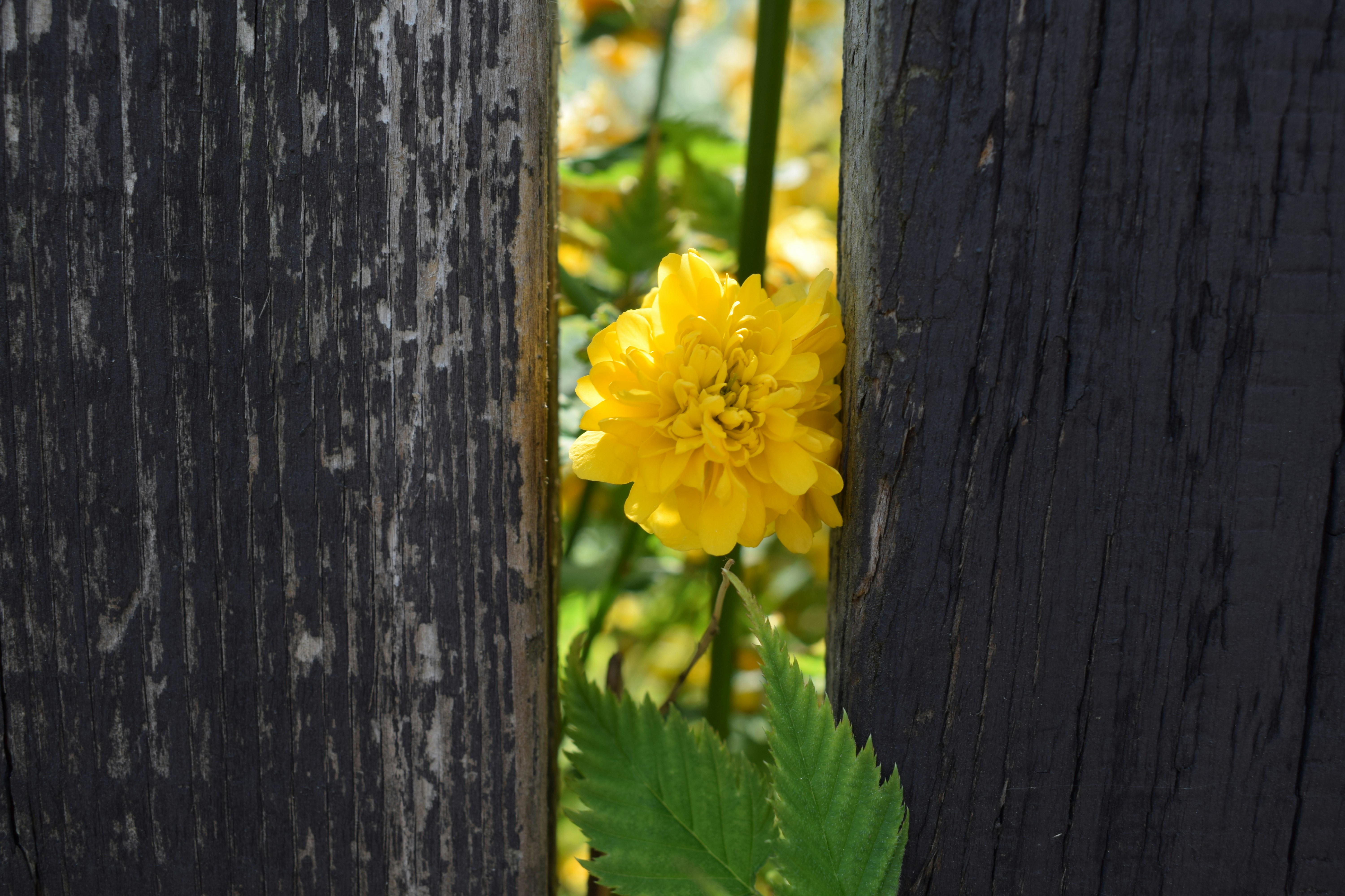 A vibrant yellow flower peeks through a gap in weathered wooden planks, showcasing nature's resilience and beauty in an urban setting.