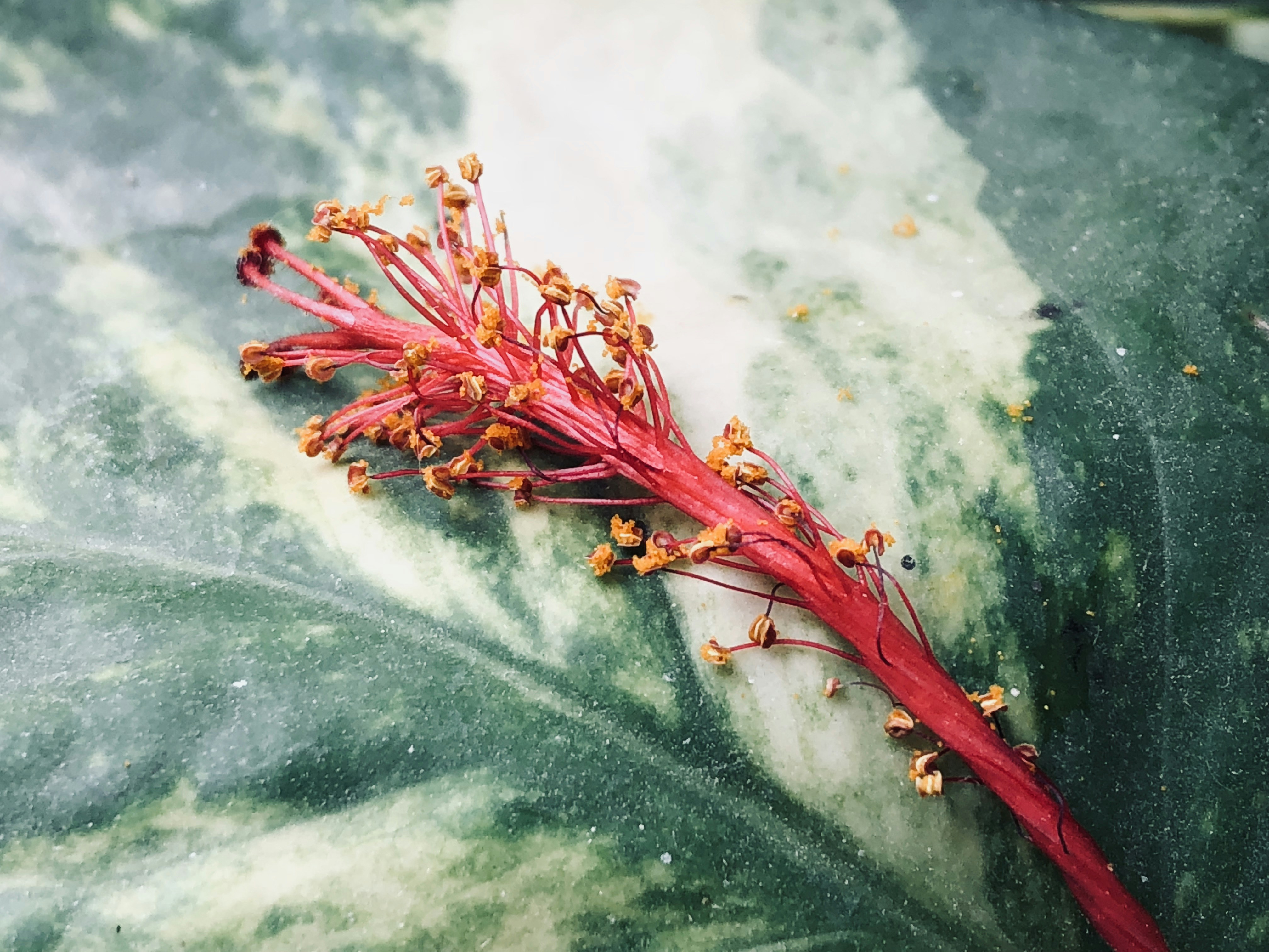 Crimson Stamen Trail Across a Verdant Leaf Vein