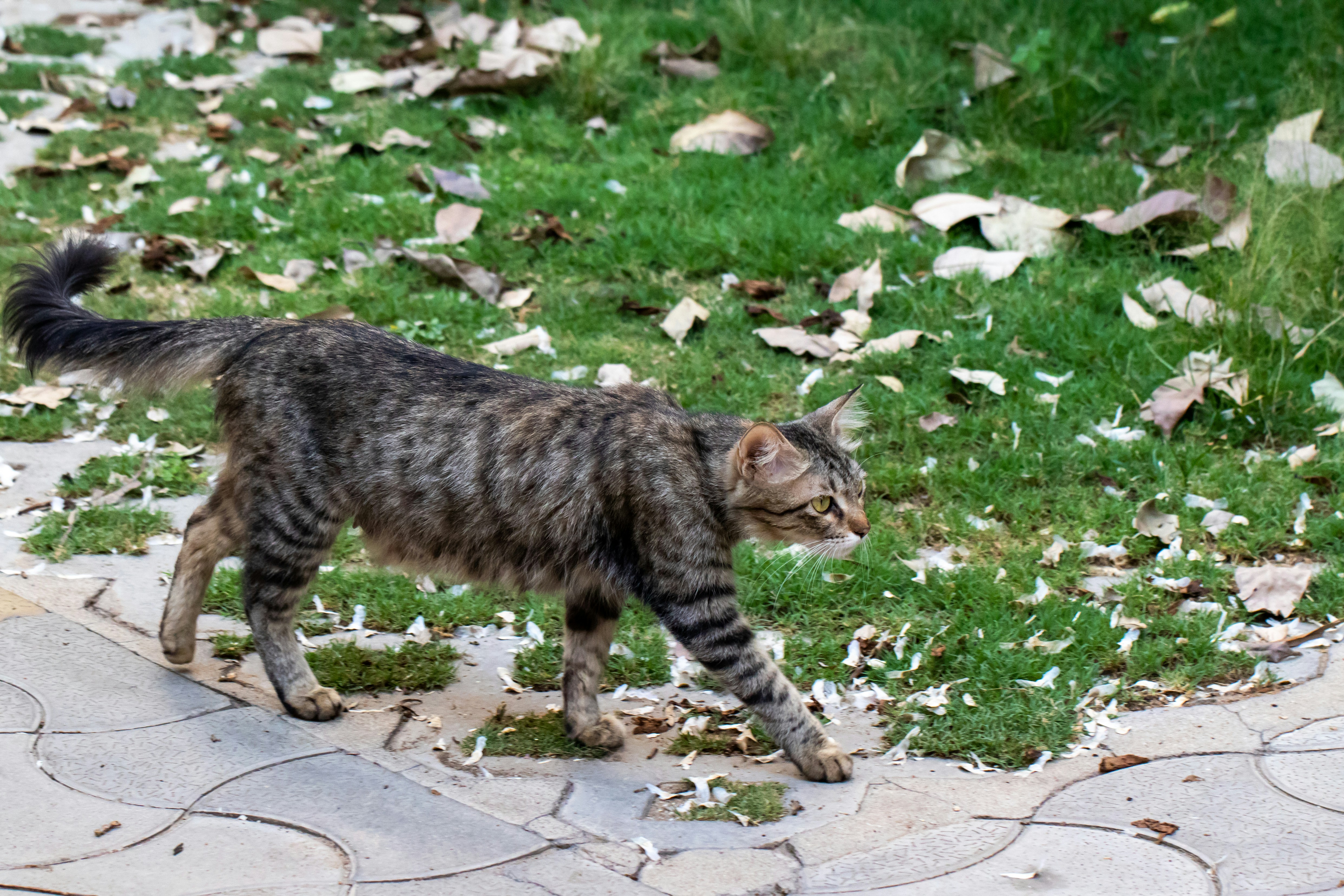 A tabby cat gracefully strolls across a grassy area scattered with fallen leaves. Its attentive gaze suggests curiosity about its surroundings.