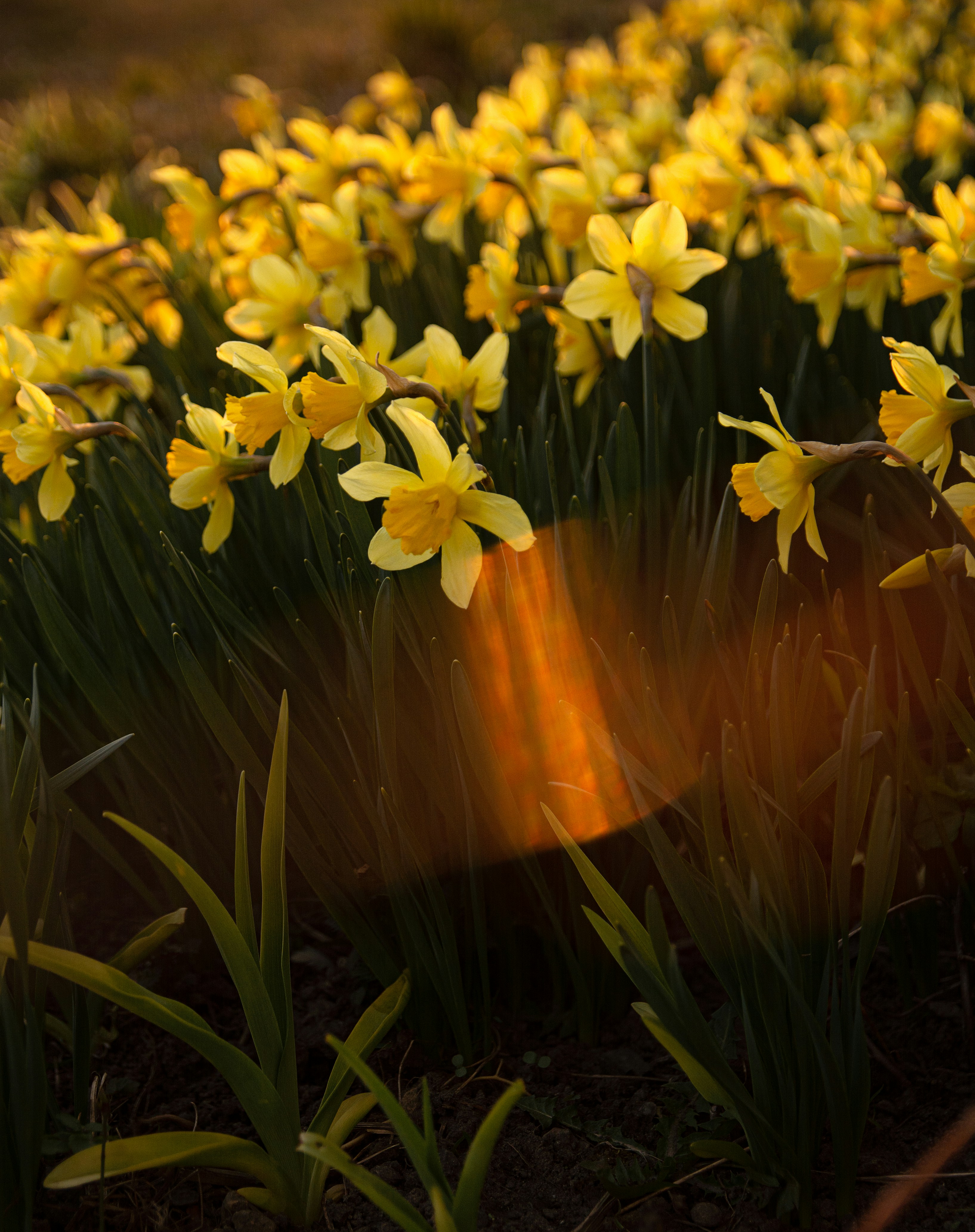 Sunlit Daffodils: a cascade of yellow in warm evening glow