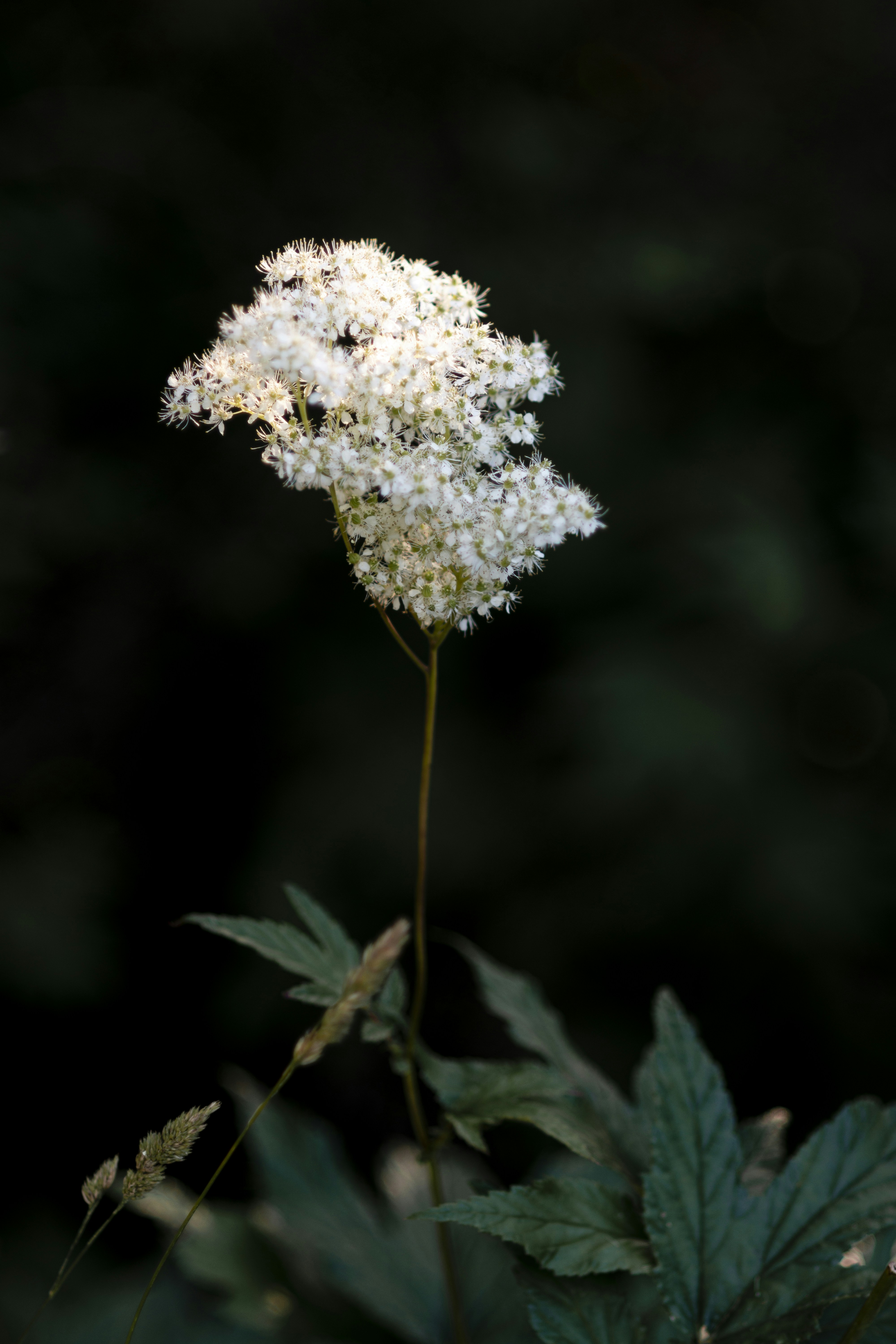Wild Plant Pictures | Download Free Images on Unsplash