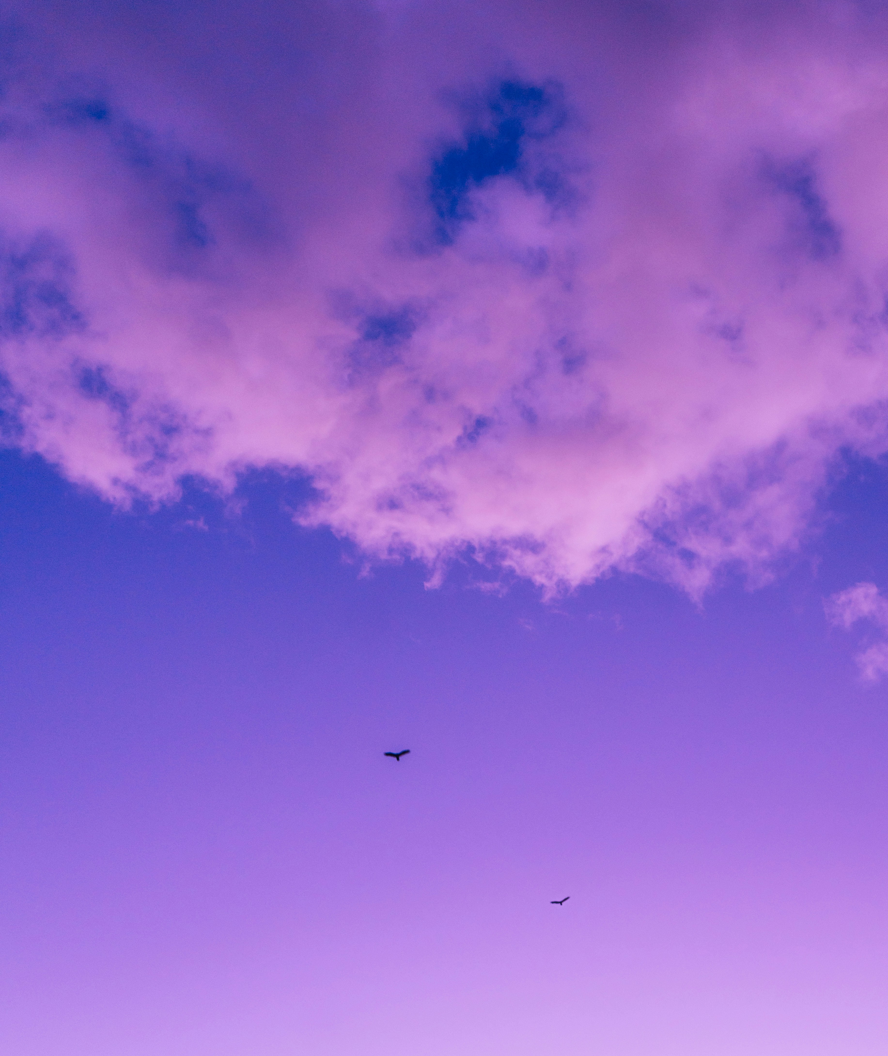 Dusk Flight Over a Velvet Violet Sky: Two Birds in Transit