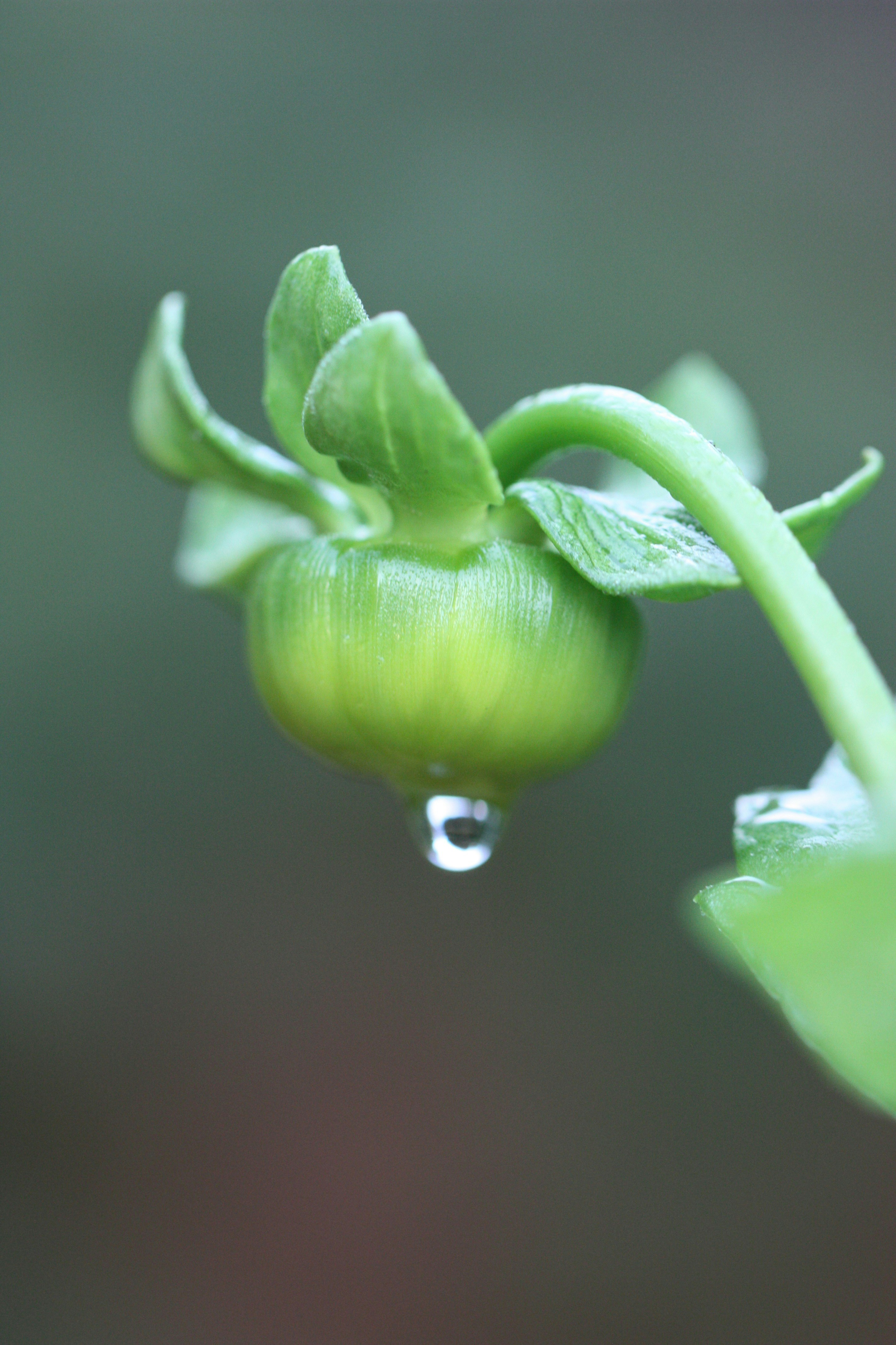 Emerald Bud with a Morning Droplet