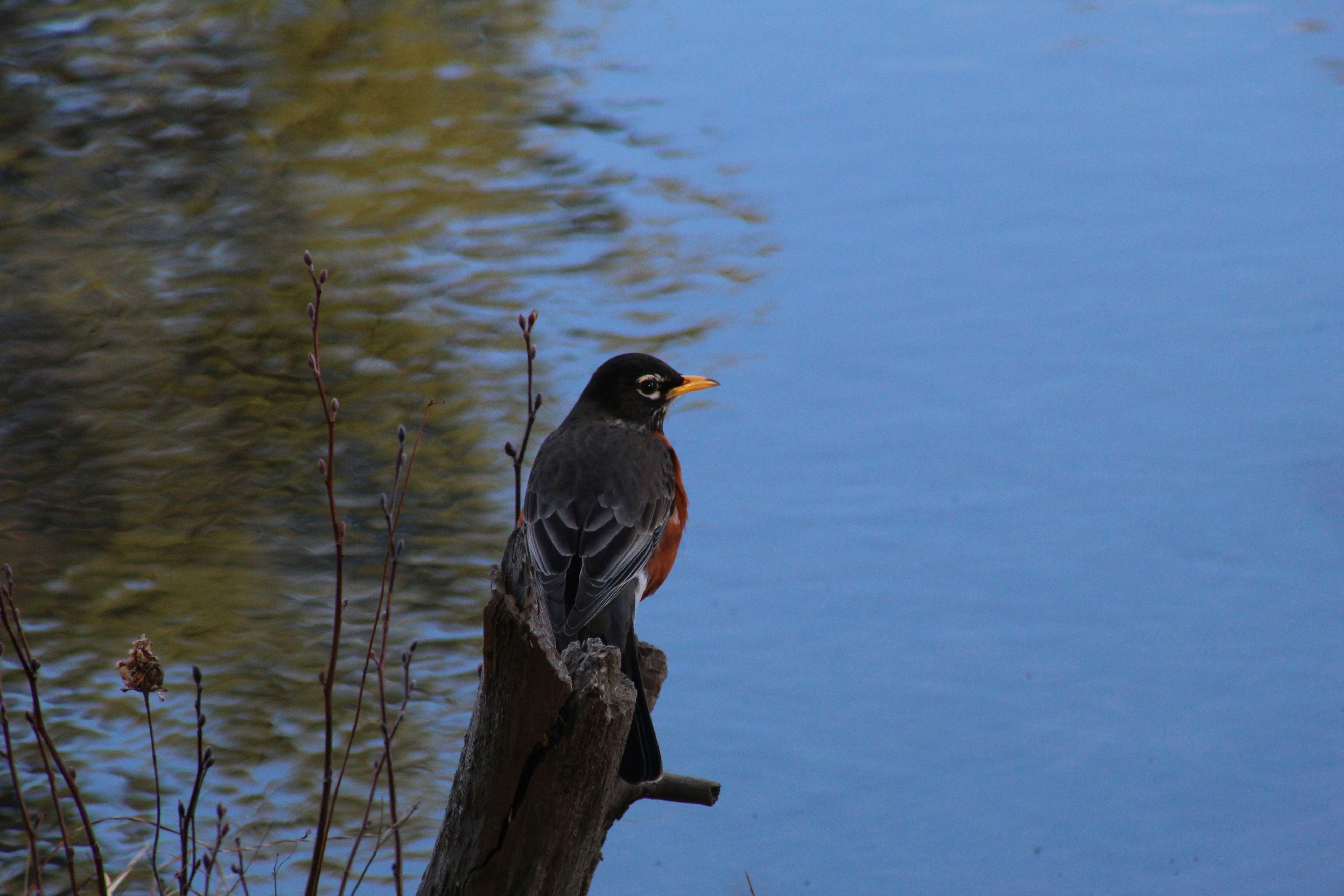 black bird on brown tree branch during daytime