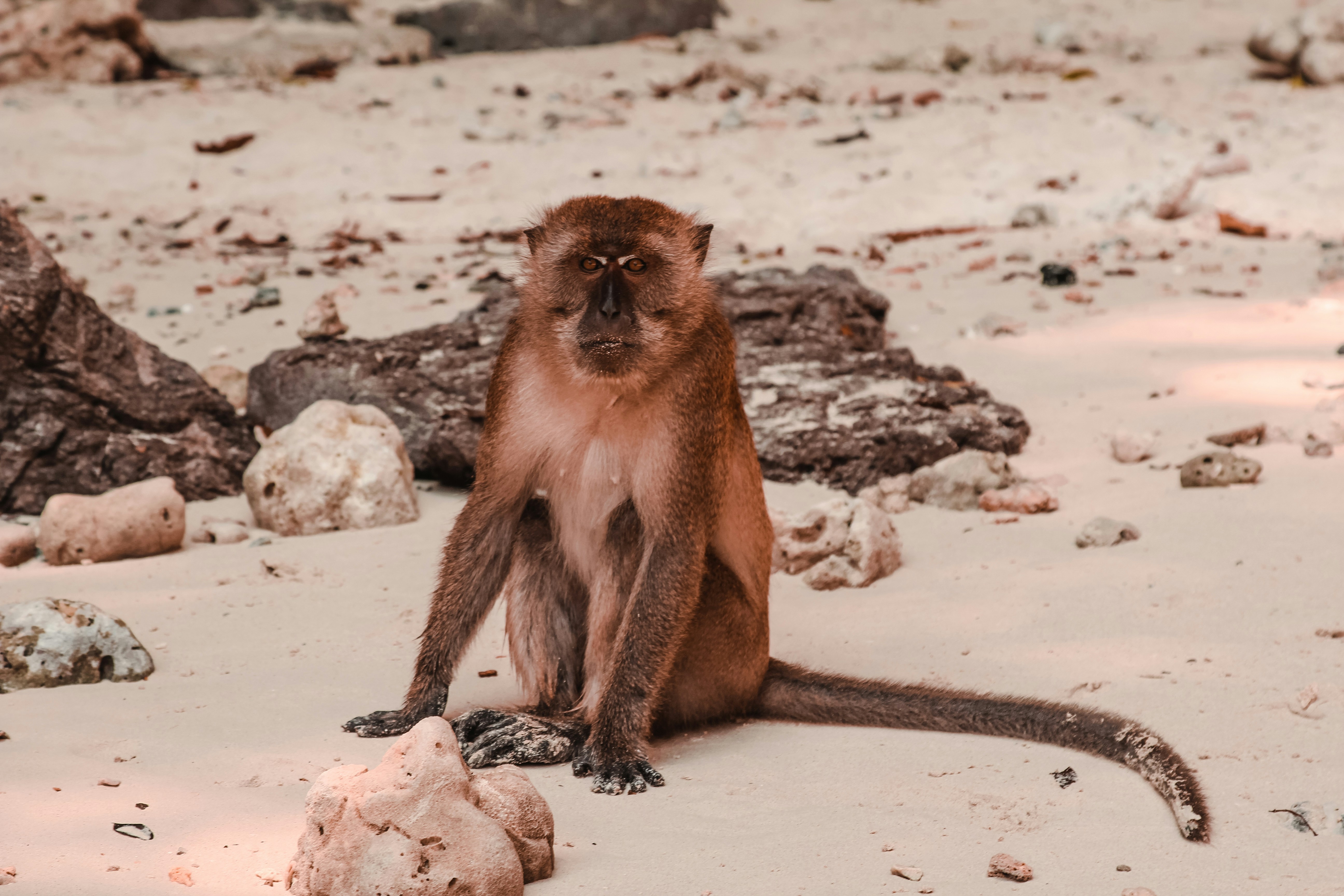 A solitary monkey sitting on a sandy beach, surrounded by rocks and natural debris. Its attentive gaze suggests a moment of contemplation.