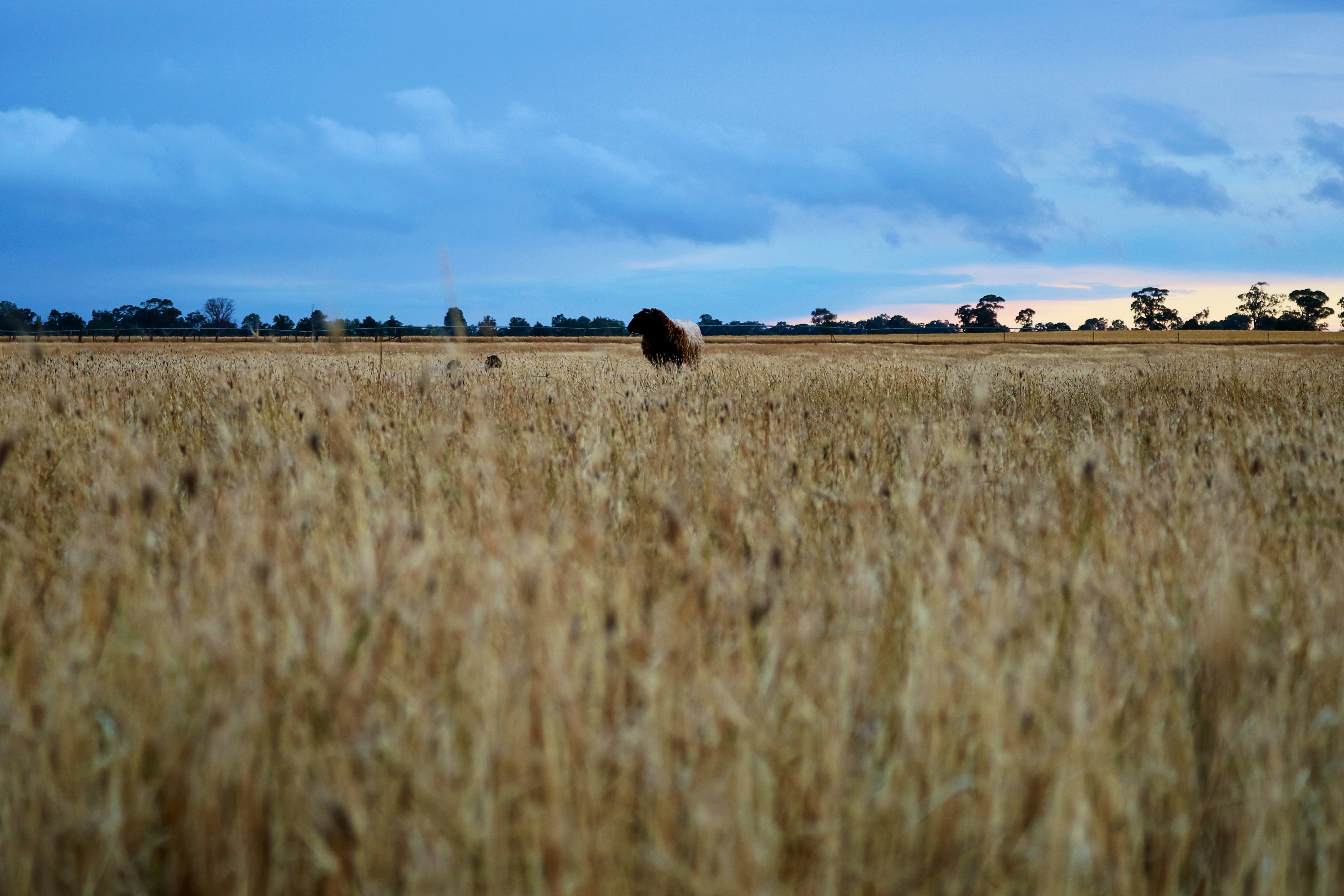 Rural Life // VMK Photography | 5 best free rural, farm, australia and ...