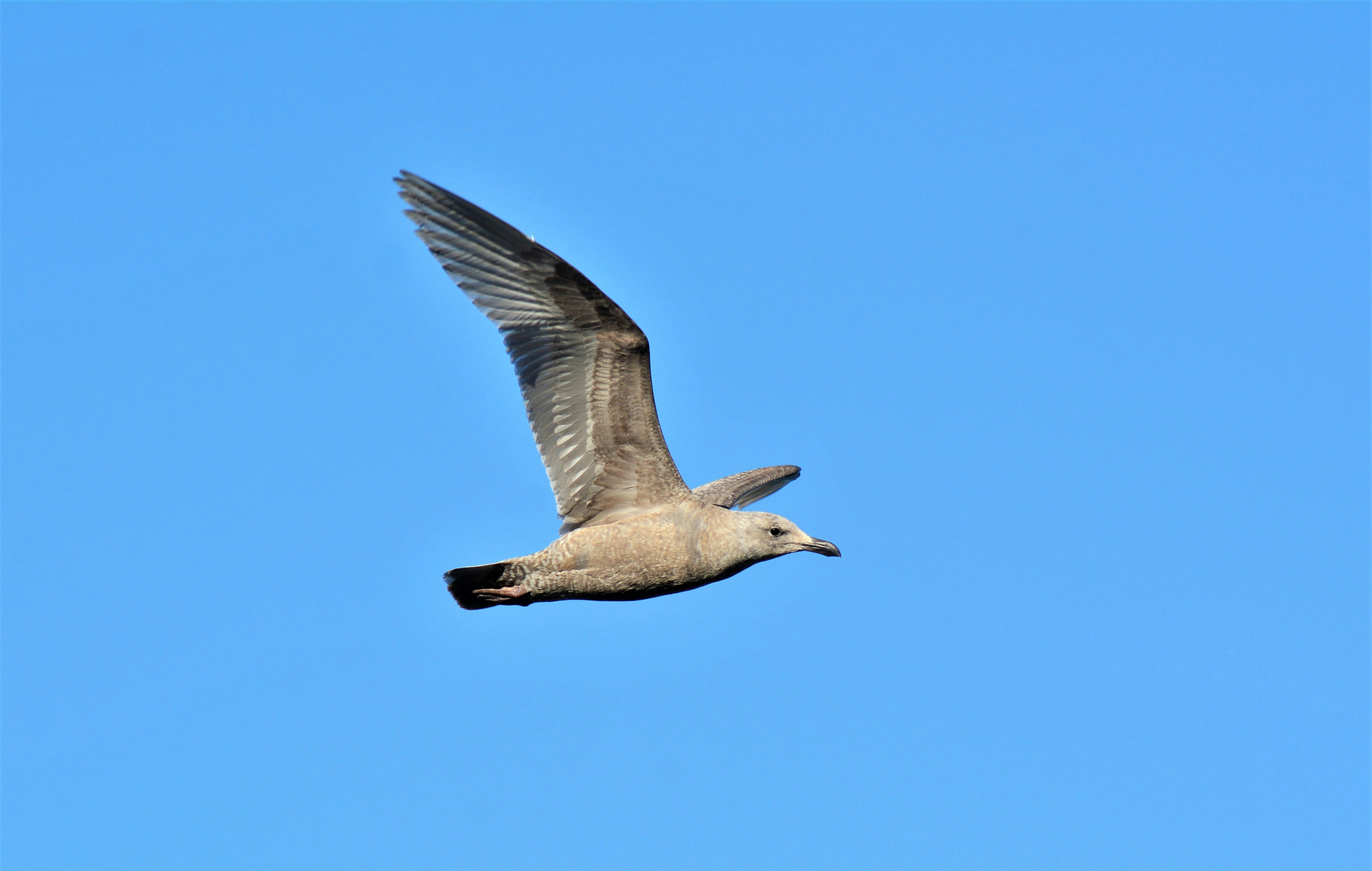 Azure Flight: A lone gull glides through a flawless blue sky
