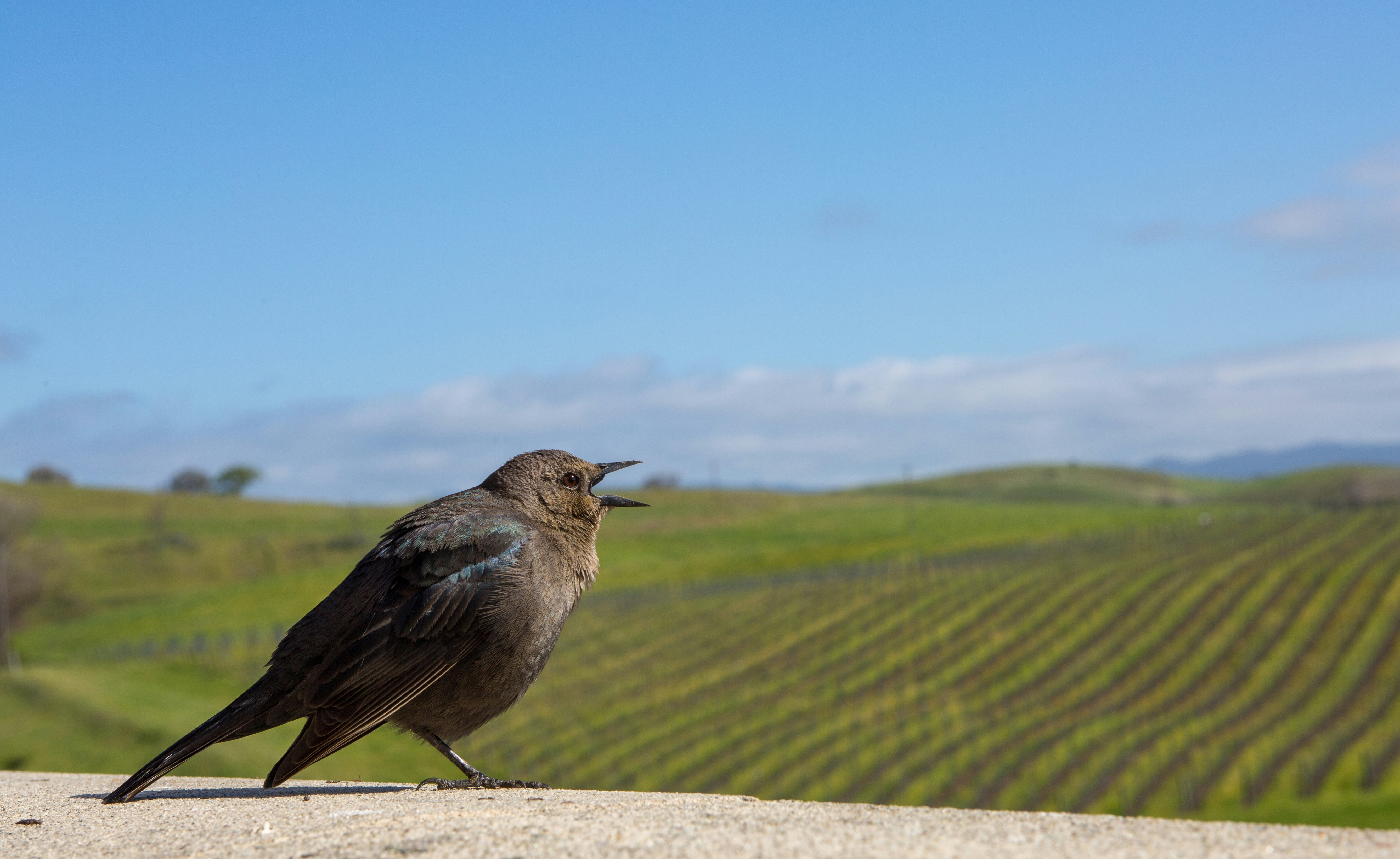 Vineyard Sentinel: A Bird's Gaze