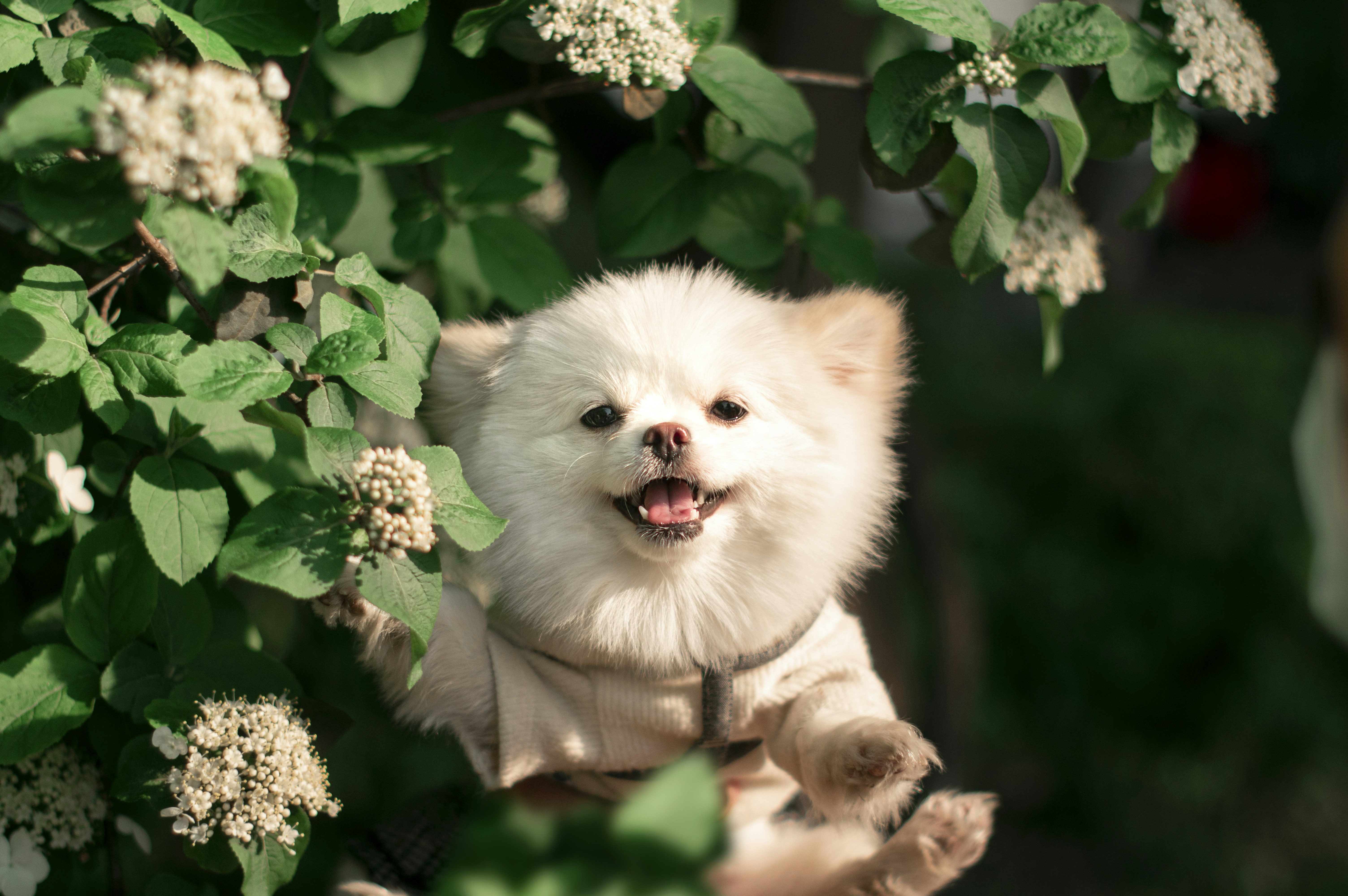 White pomeranian puppy on brown wooden tree photo – Free Plant Image on ...