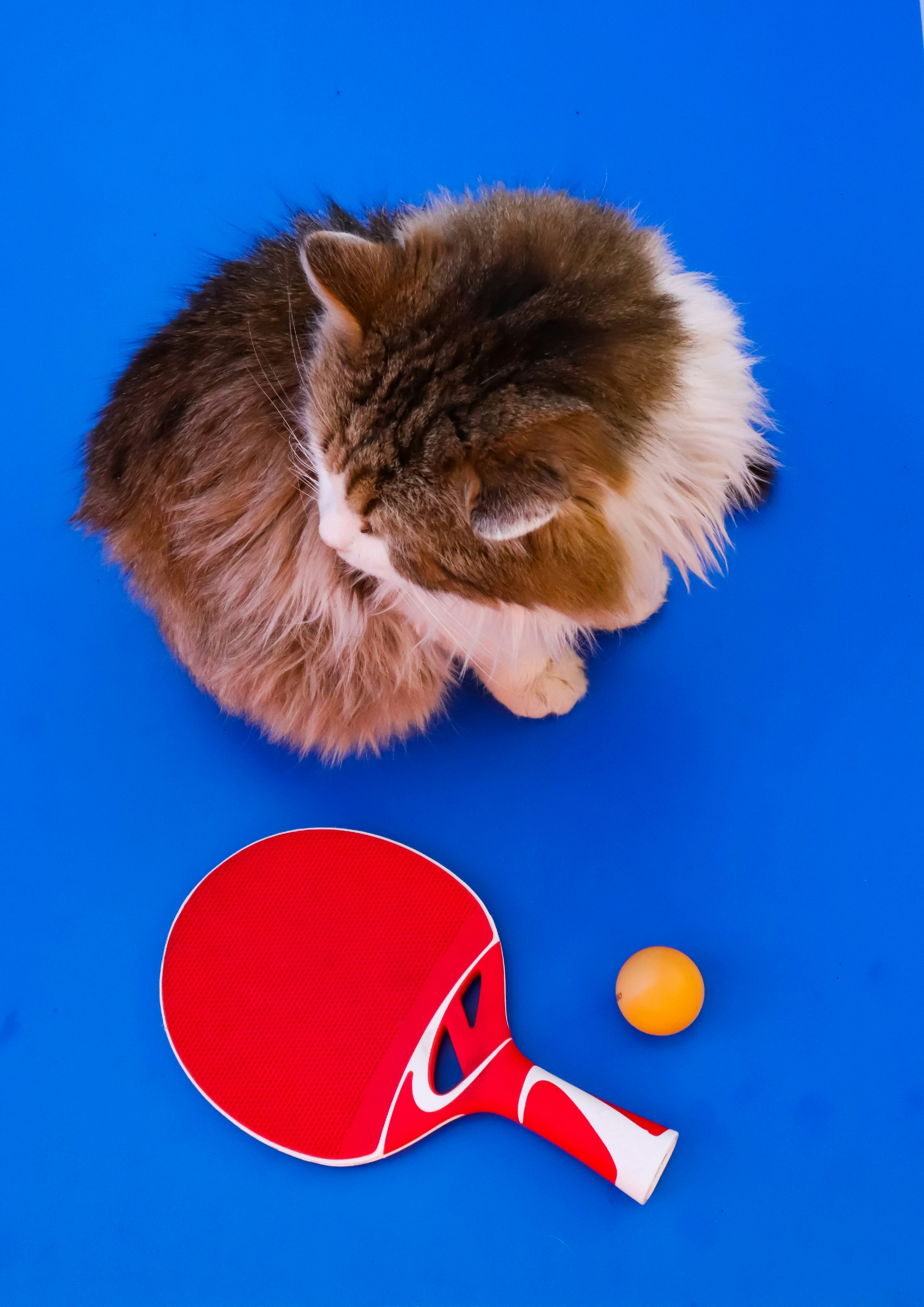 Fluffy cat curiously gazing at a ping pong paddle and ball on a vibrant blue surface.
