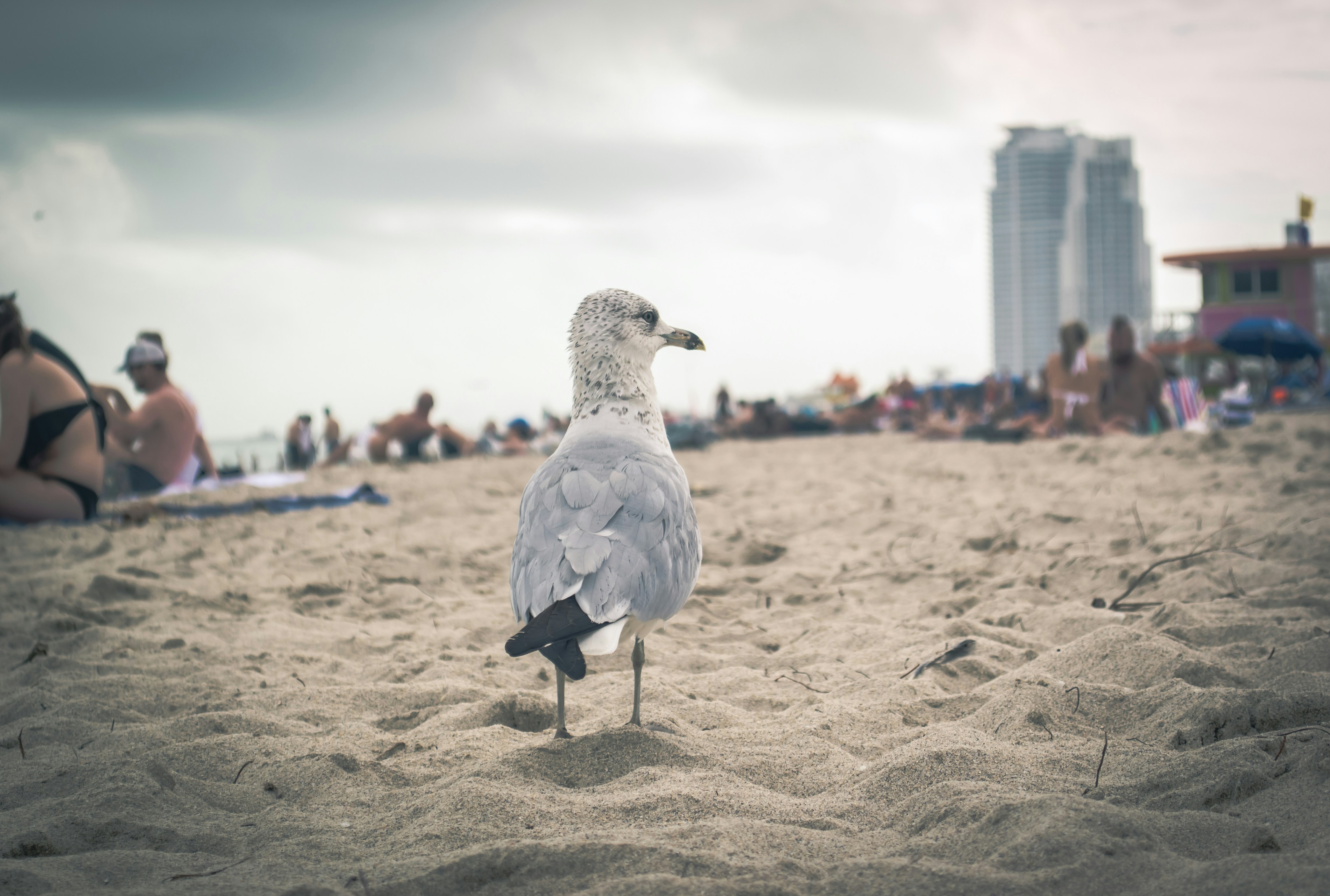A solitary seagull stands on sandy beach, gazing towards a vibrant crowd of beachgoers in the background. The scene captures the contrast between the bird's stillness and the bustling activity around it.