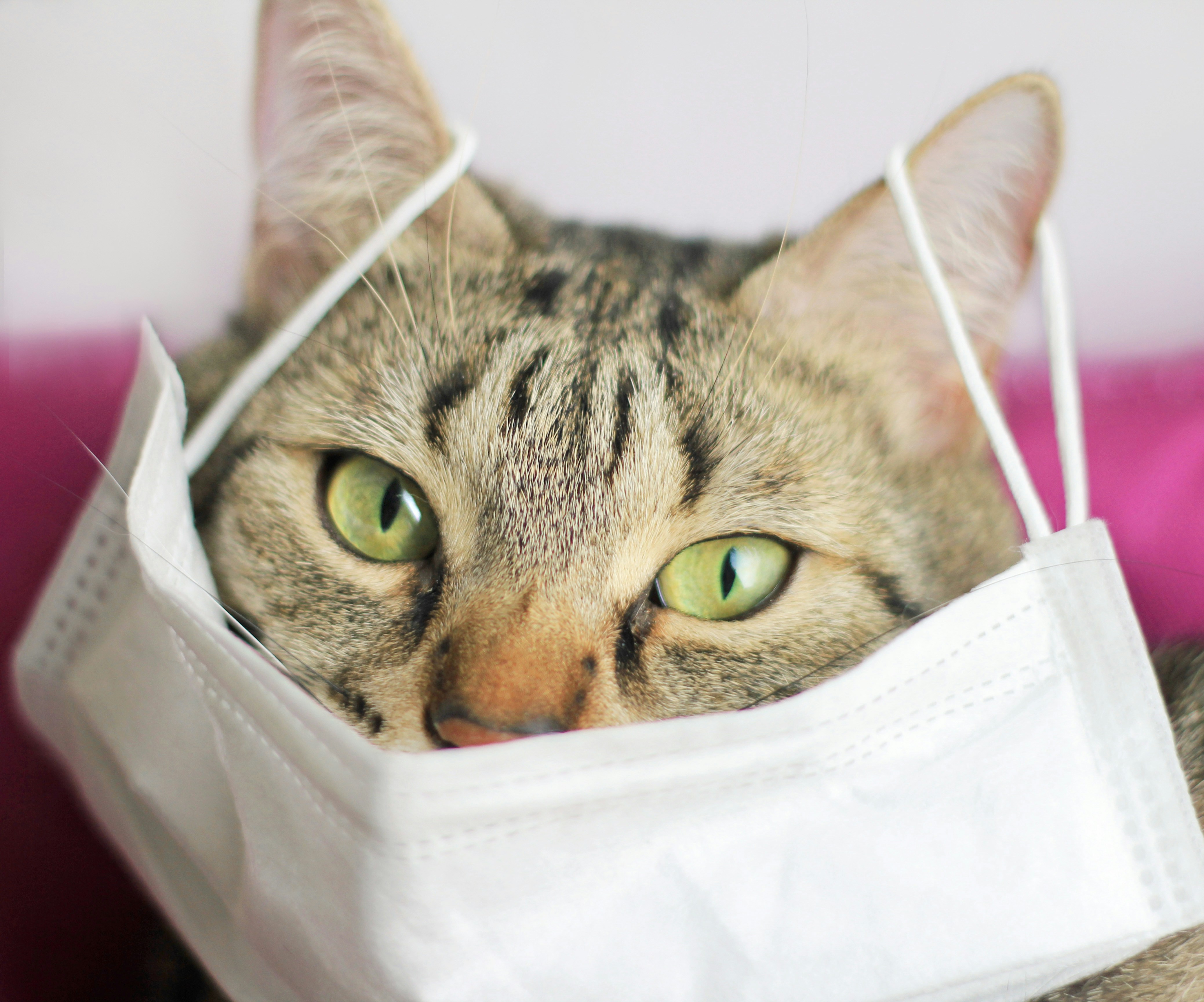 Masked Meow: Green Gaze Above the White Shield