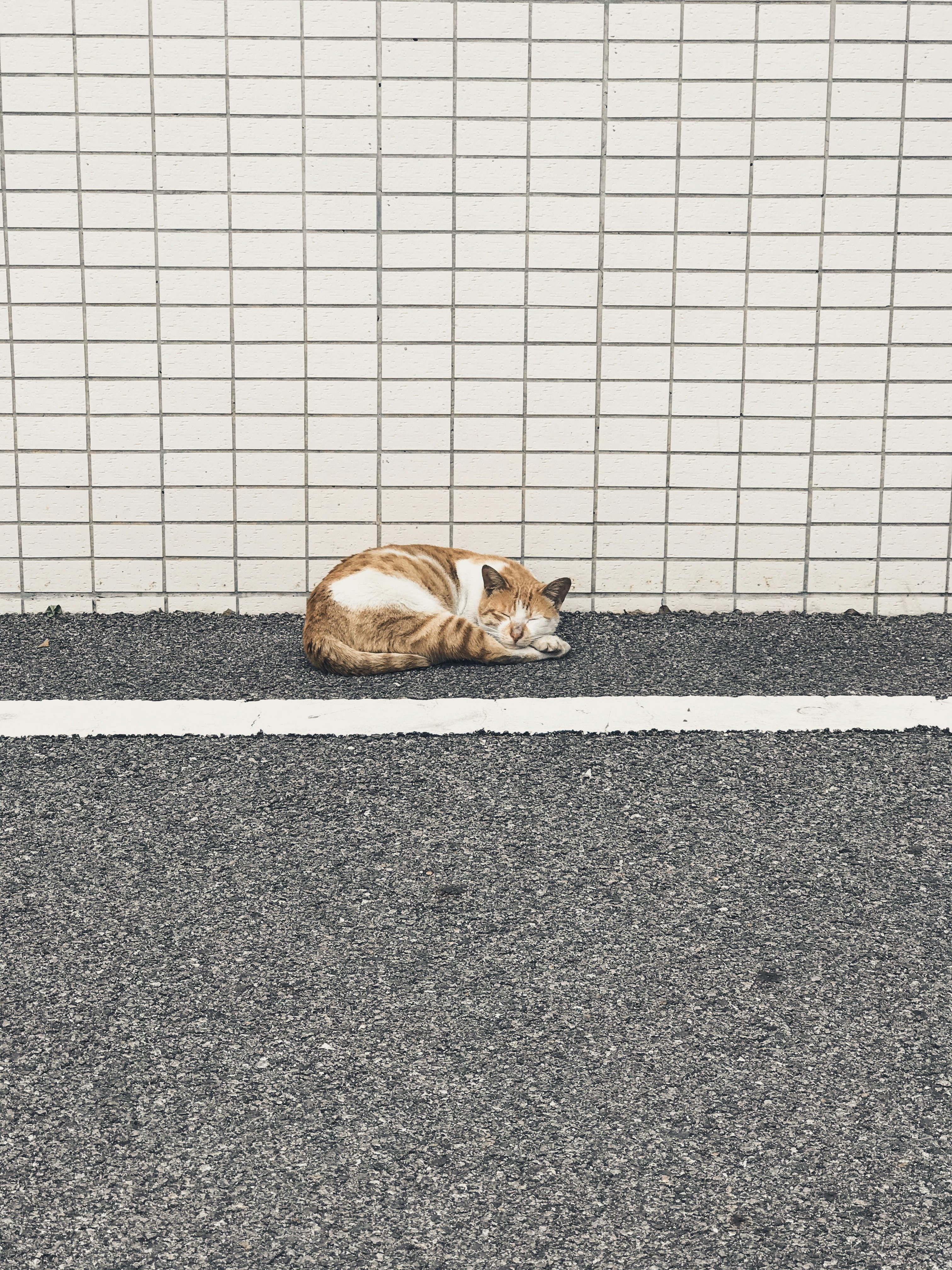 brown and white short coated dog lying on gray concrete floor