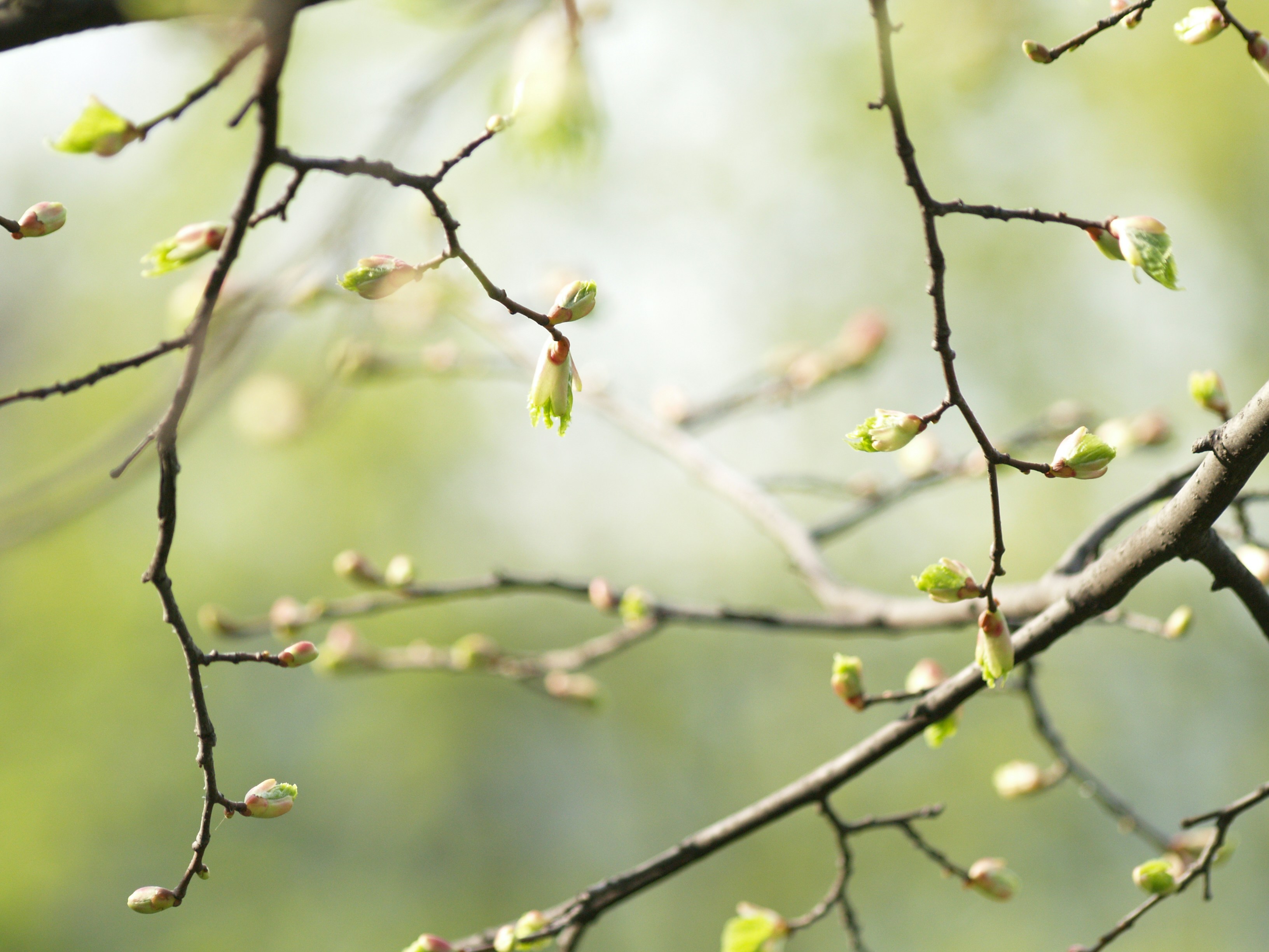 Spring | green leaves on brown tree branch during daytime
