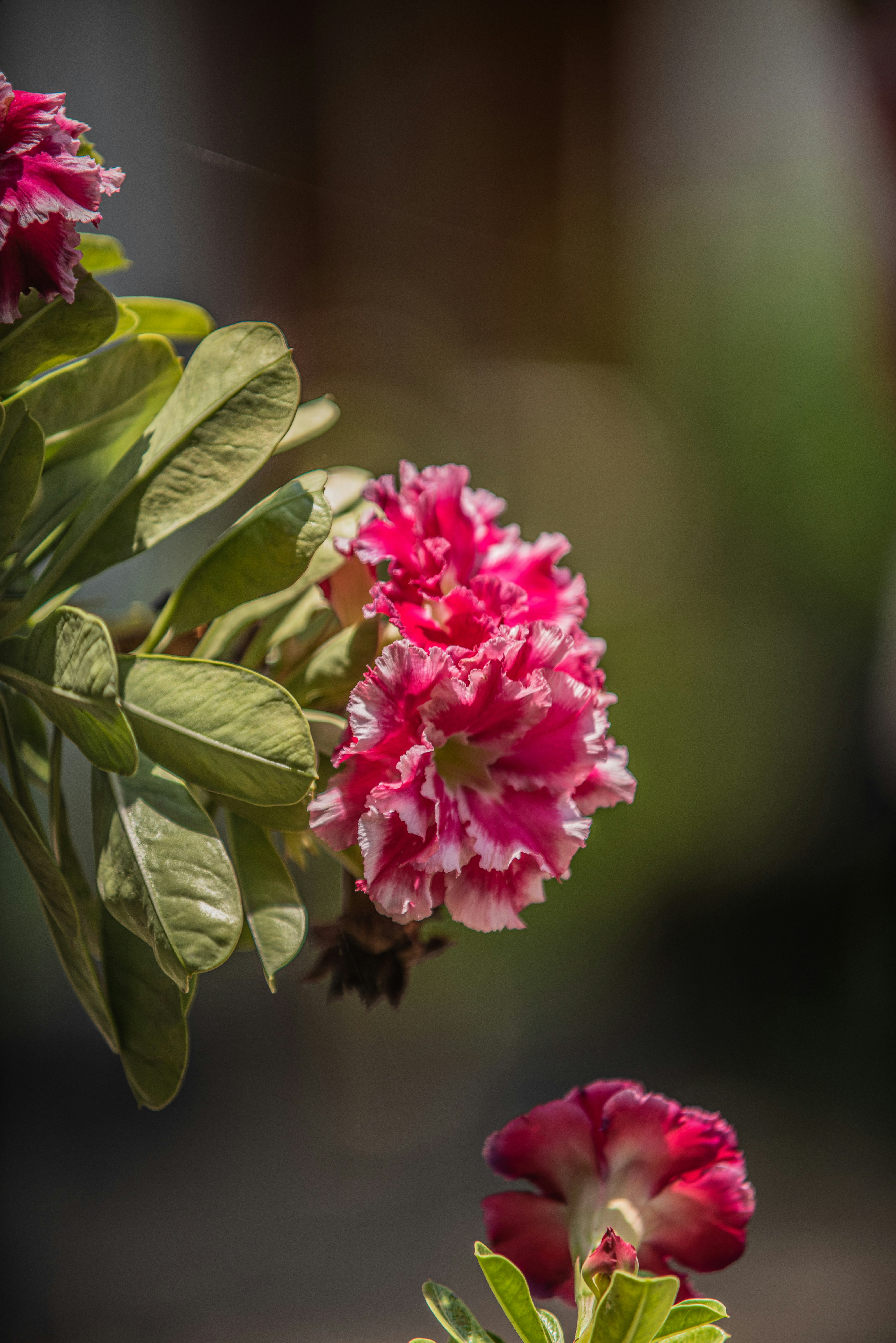 pink flower with green leaves