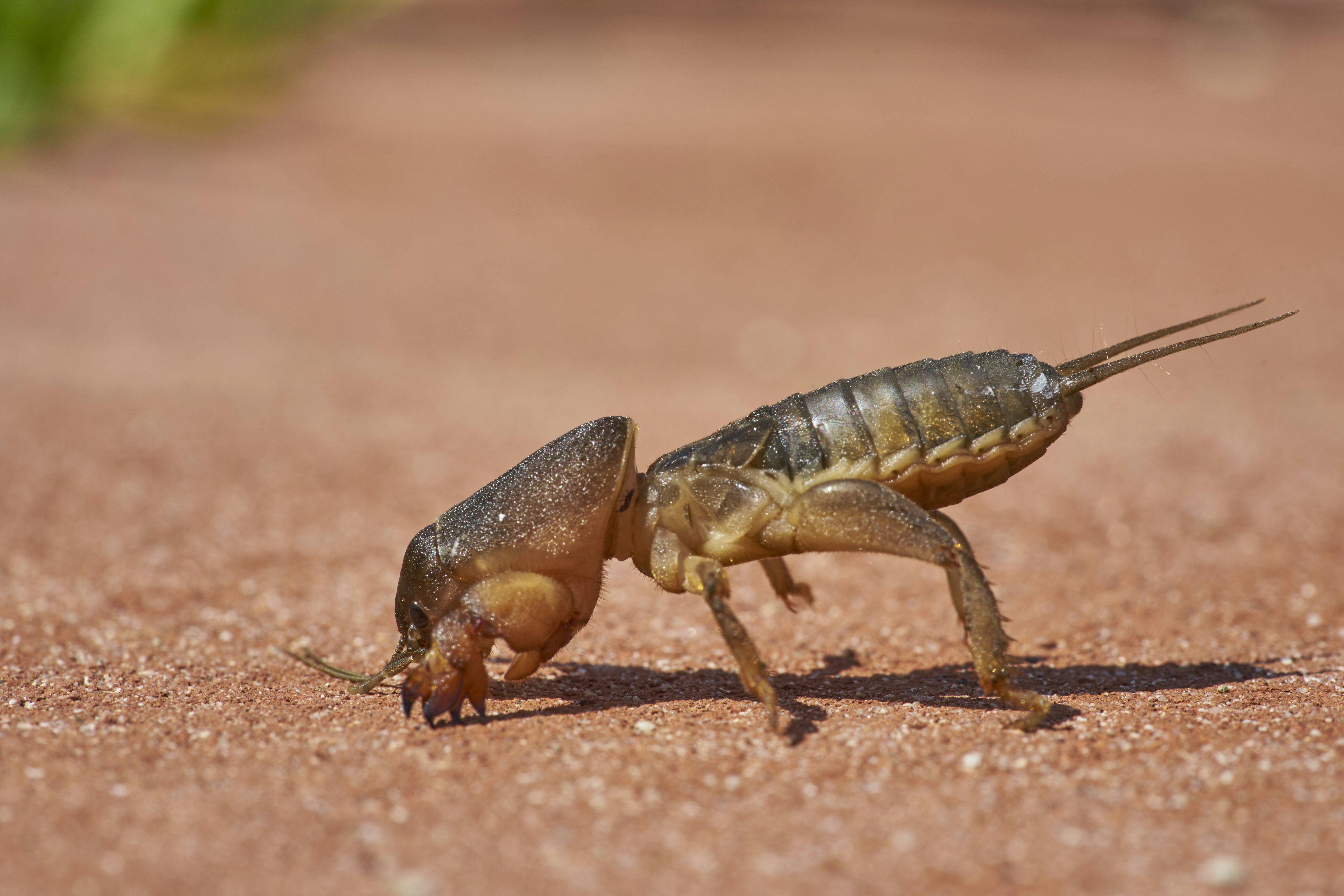 Crimson Claw on Red Sand: Close-Up of a Fiddler Crab in Motion