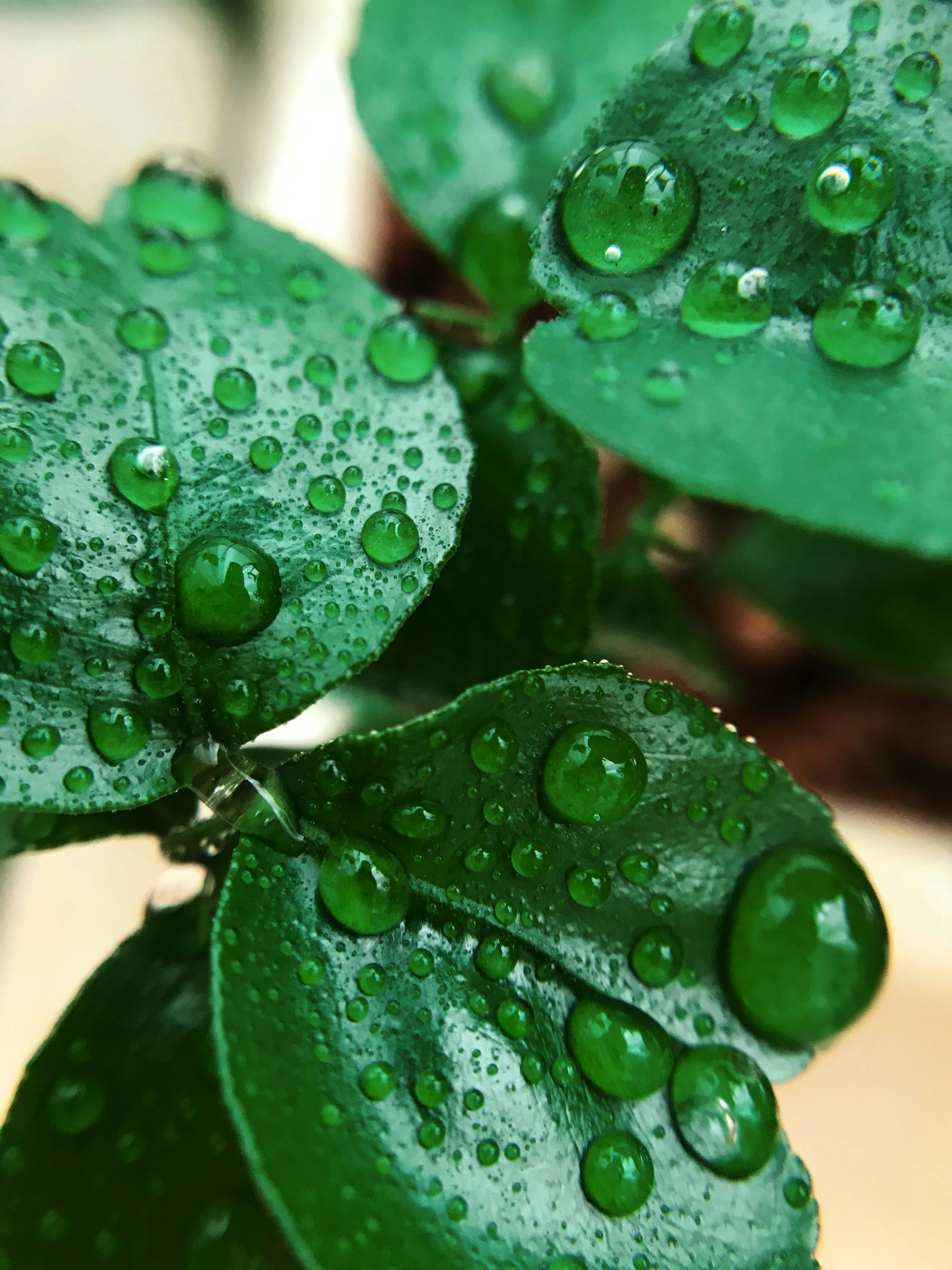 Emerald Droplets: Macro Portrait of Dew on Glossy Leaves