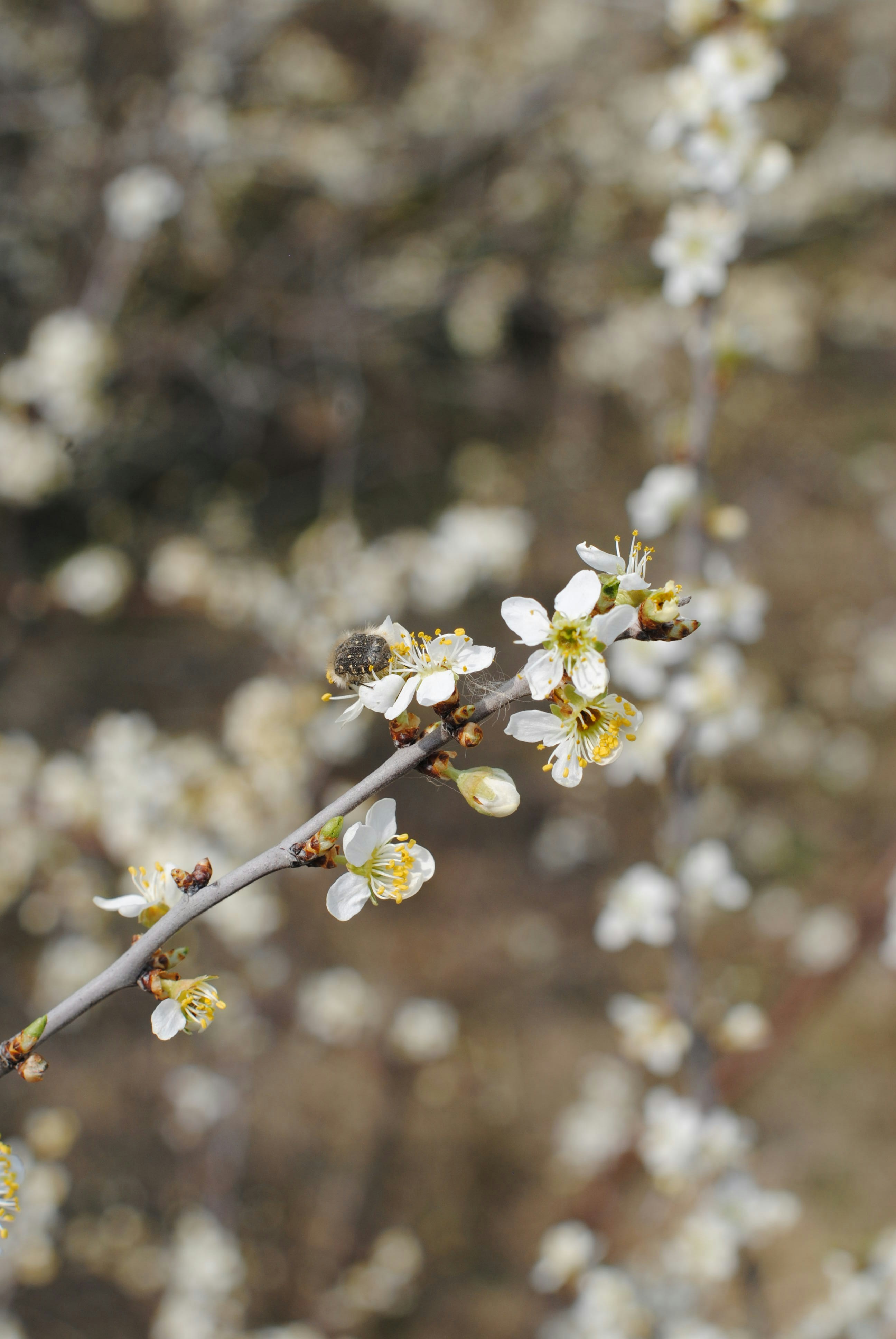 white cherry blossom in close up photography