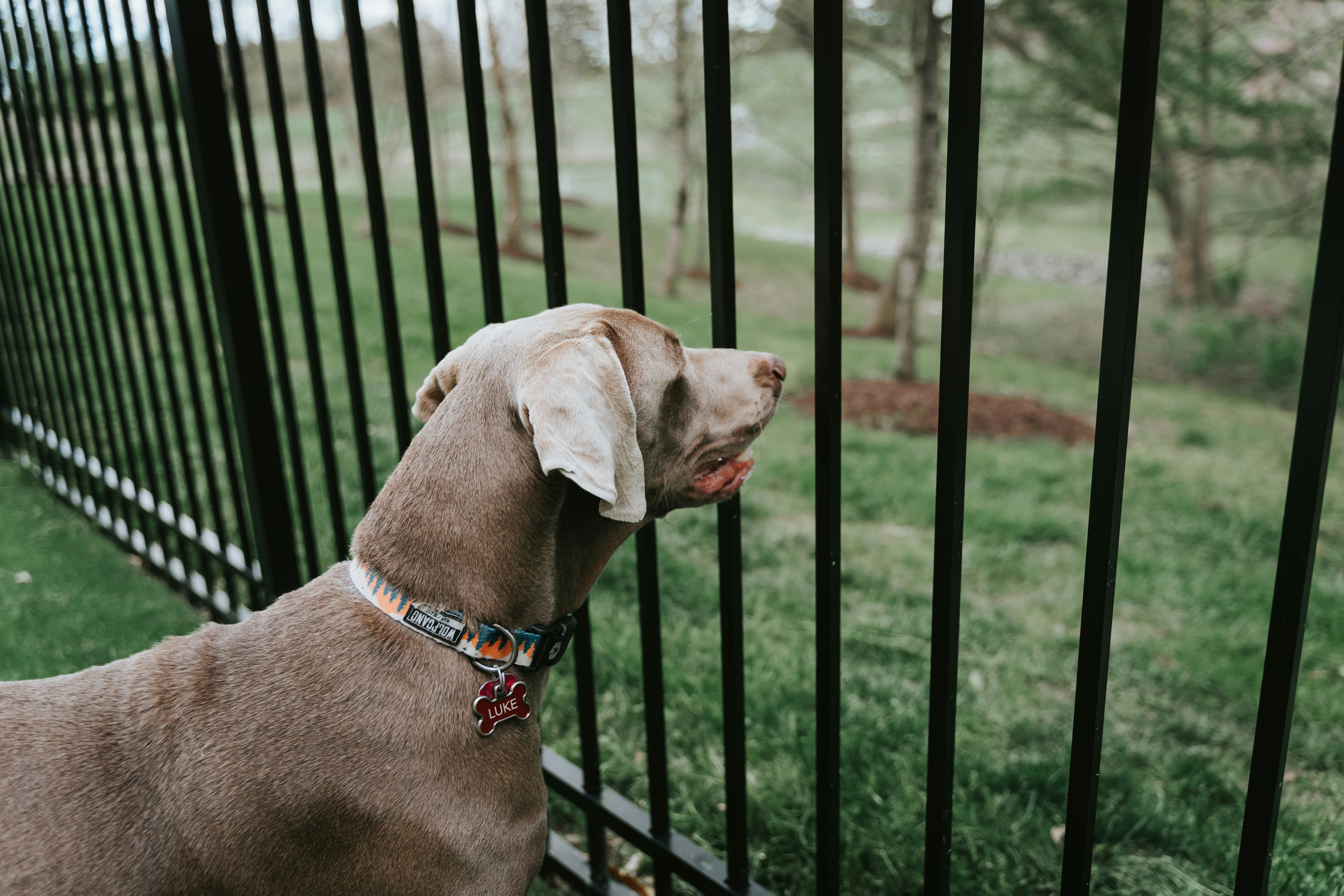 A gray dog gazes through a black metal fence, observing the lush green surroundings beyond.