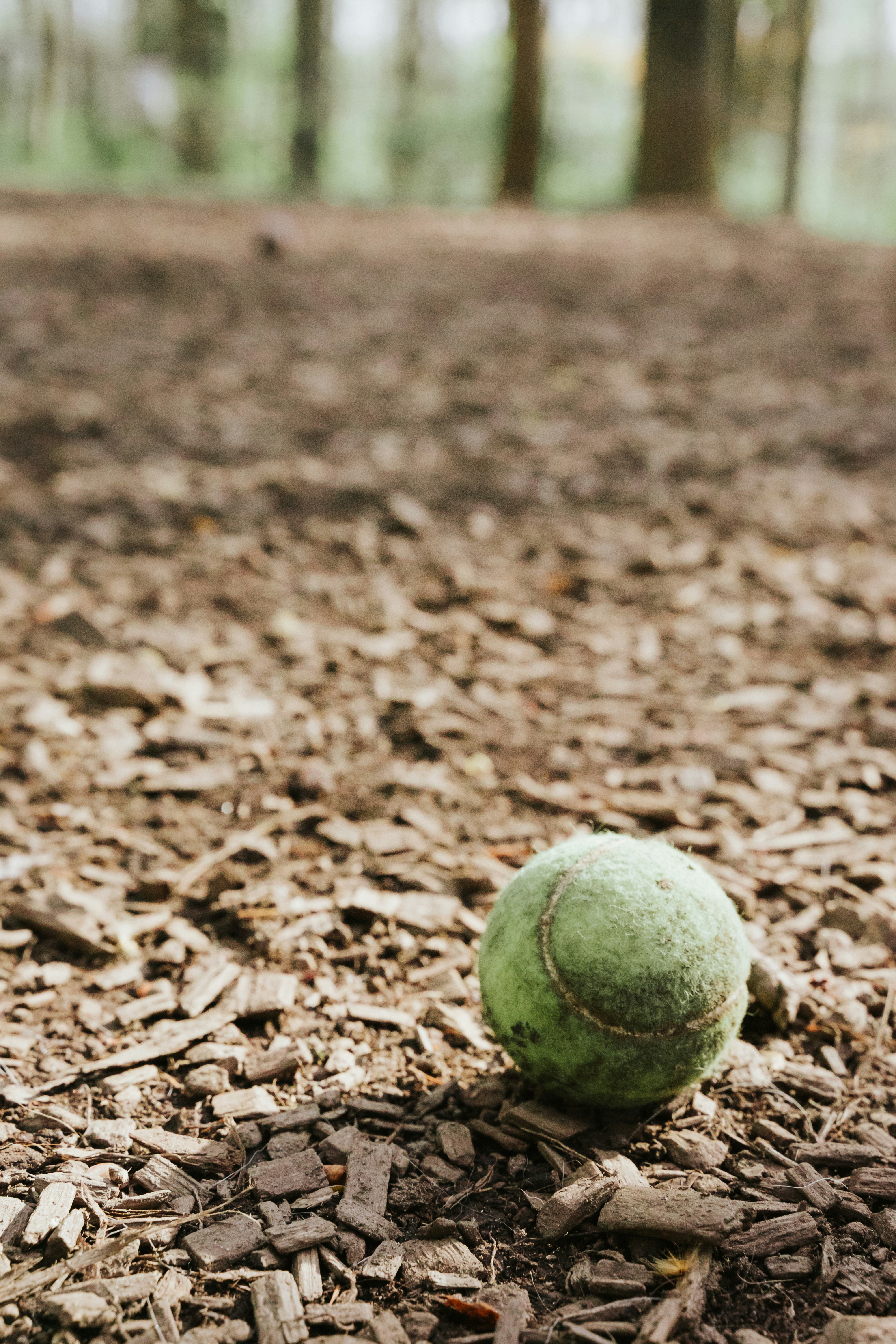 A weathered tennis ball rests on a bed of wood chips in a sun-dappled forest. The scene evokes nostalgia for outdoor adventures.