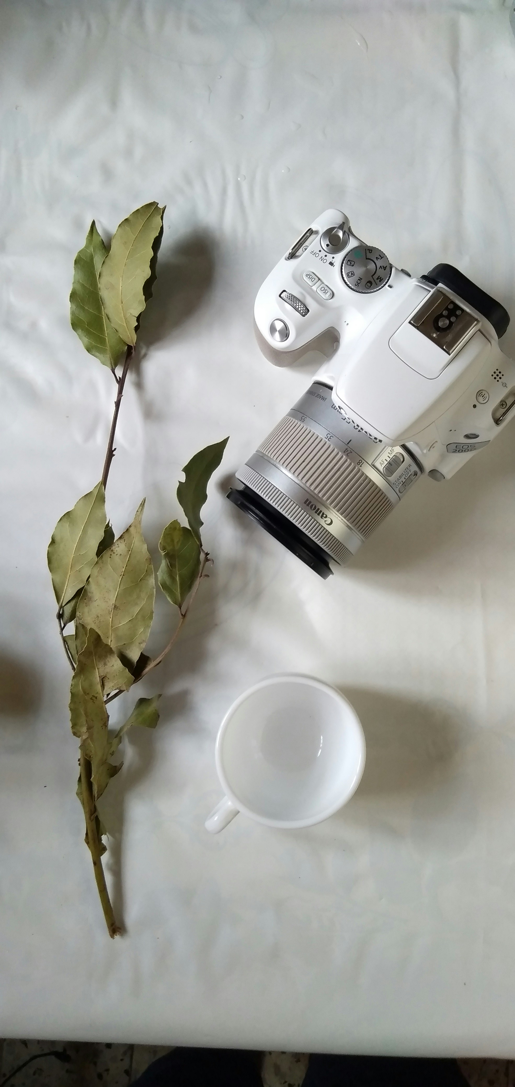 White DSLR camera resting on a pale surface beside a dried branch and a white ceramic cup, photographed in soft daylight.