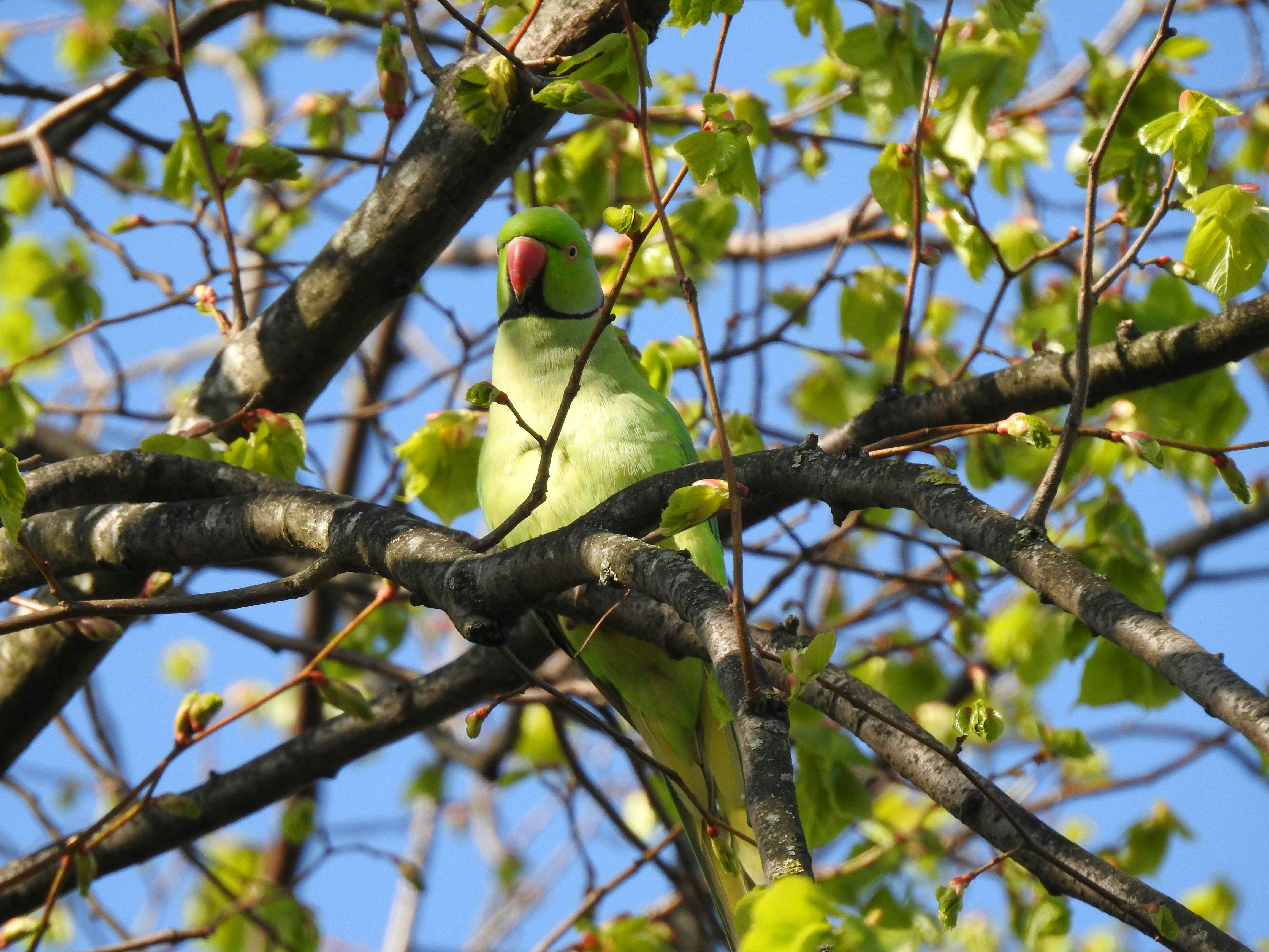 yellow green and red bird on tree branch during daytime