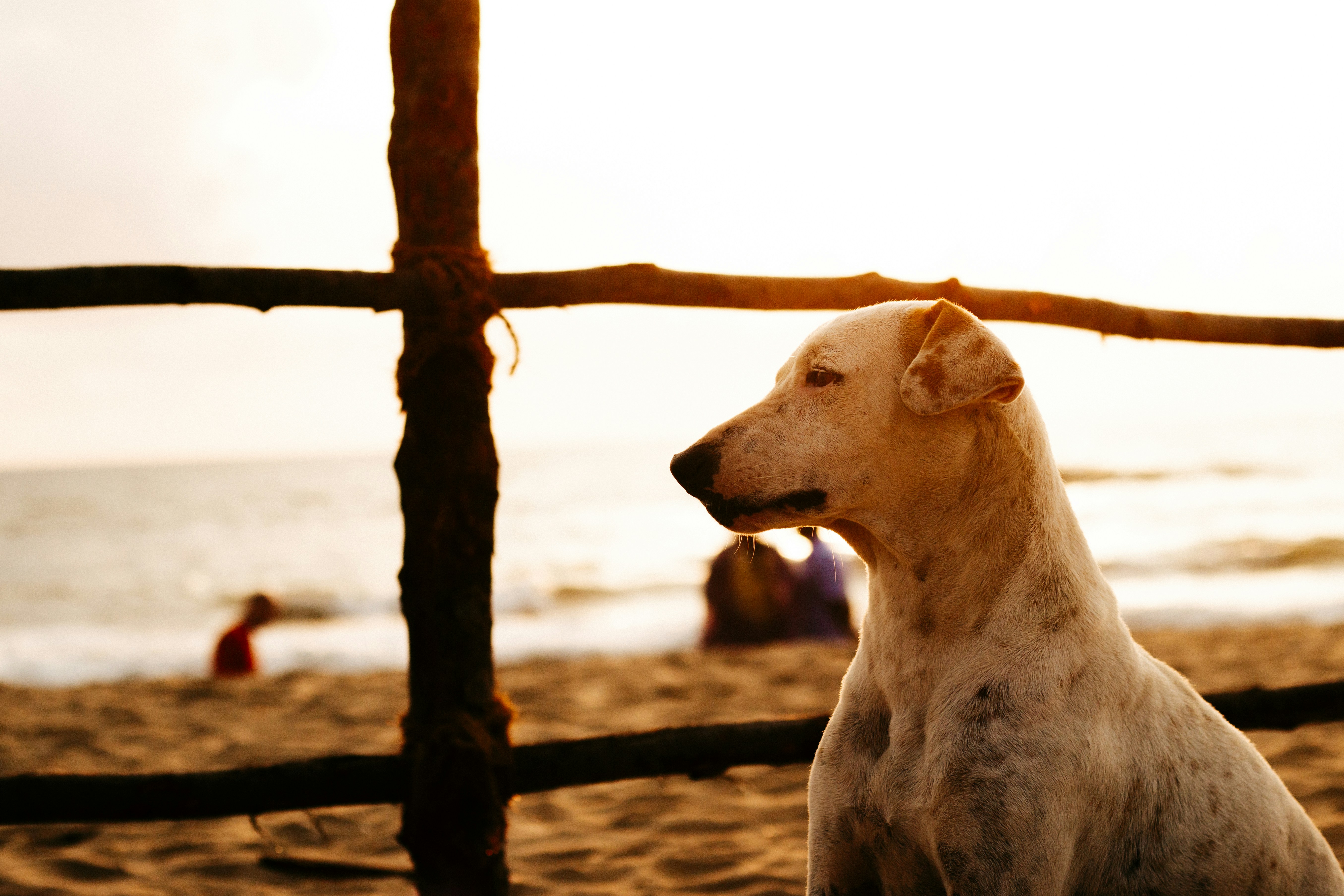 Sunlit Hound at the Beach: A Quiet Moment Framed by Weathered Rails