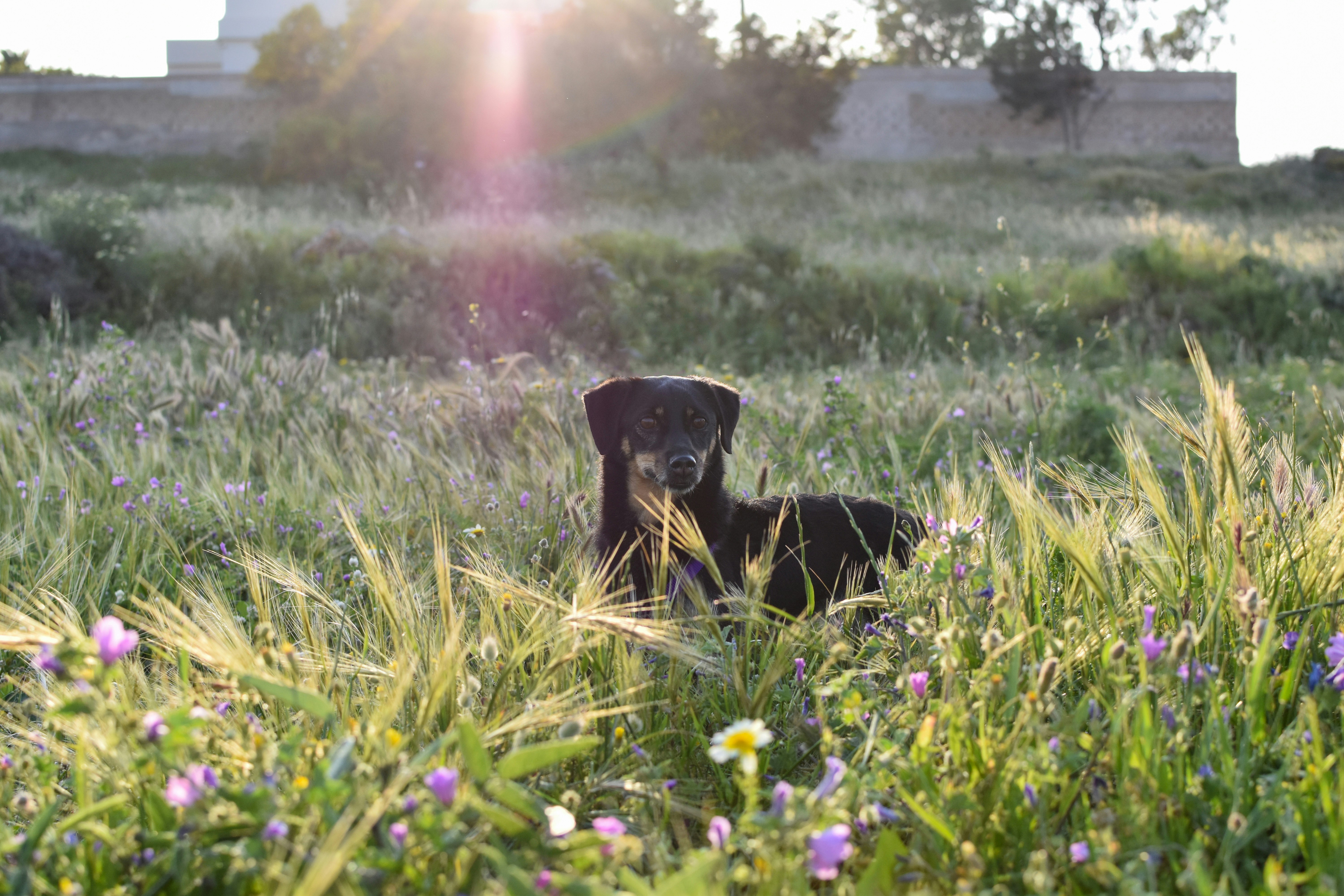 Canine Sentinel in a Sunlit Meadow of Wildflowers