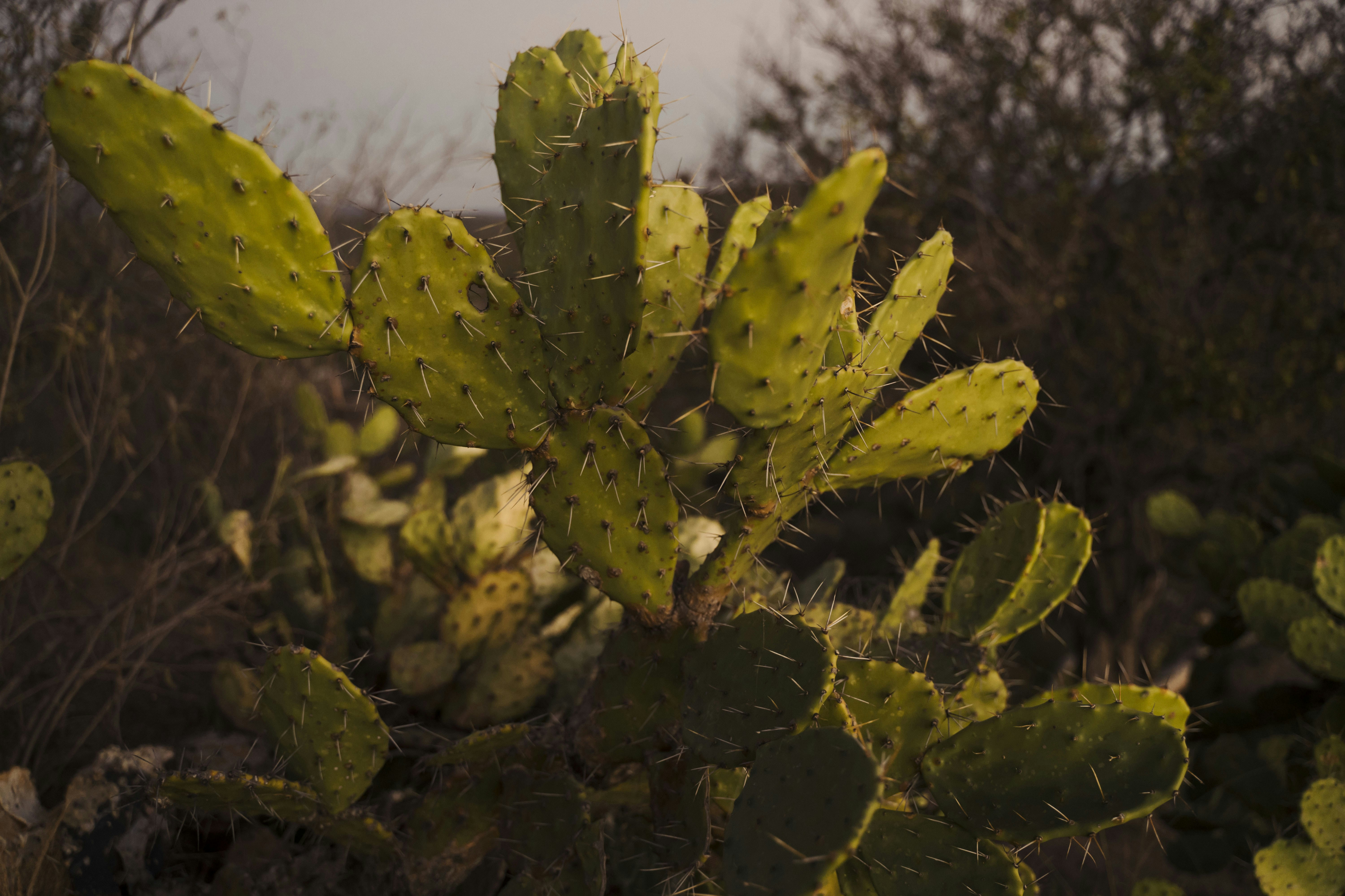Dusky Prickly Pear: Light Against Thorny Silhouettes