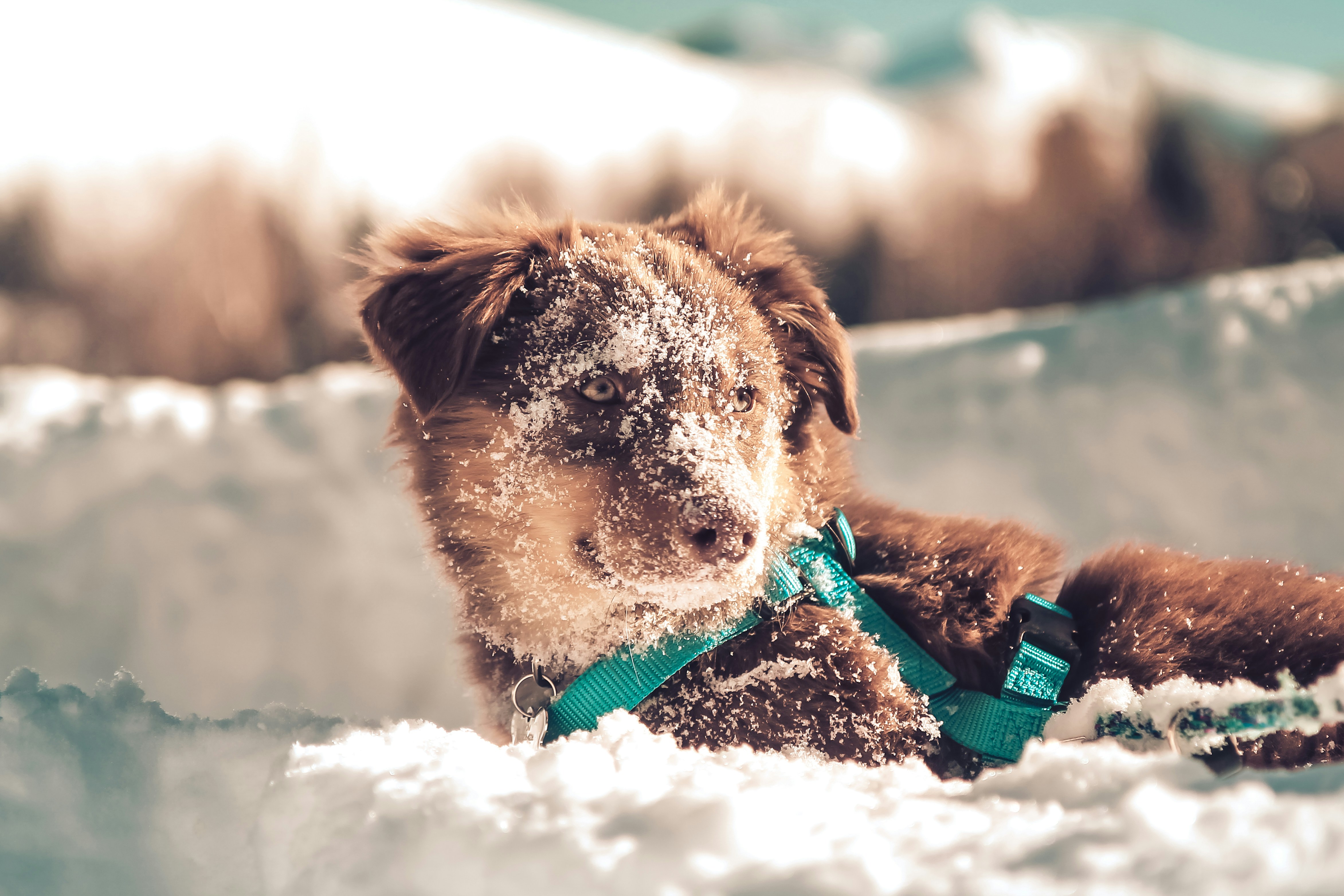 A playful dog resting in a snowy landscape, adorned with a bright harness, surrounded by a blanket of snow.