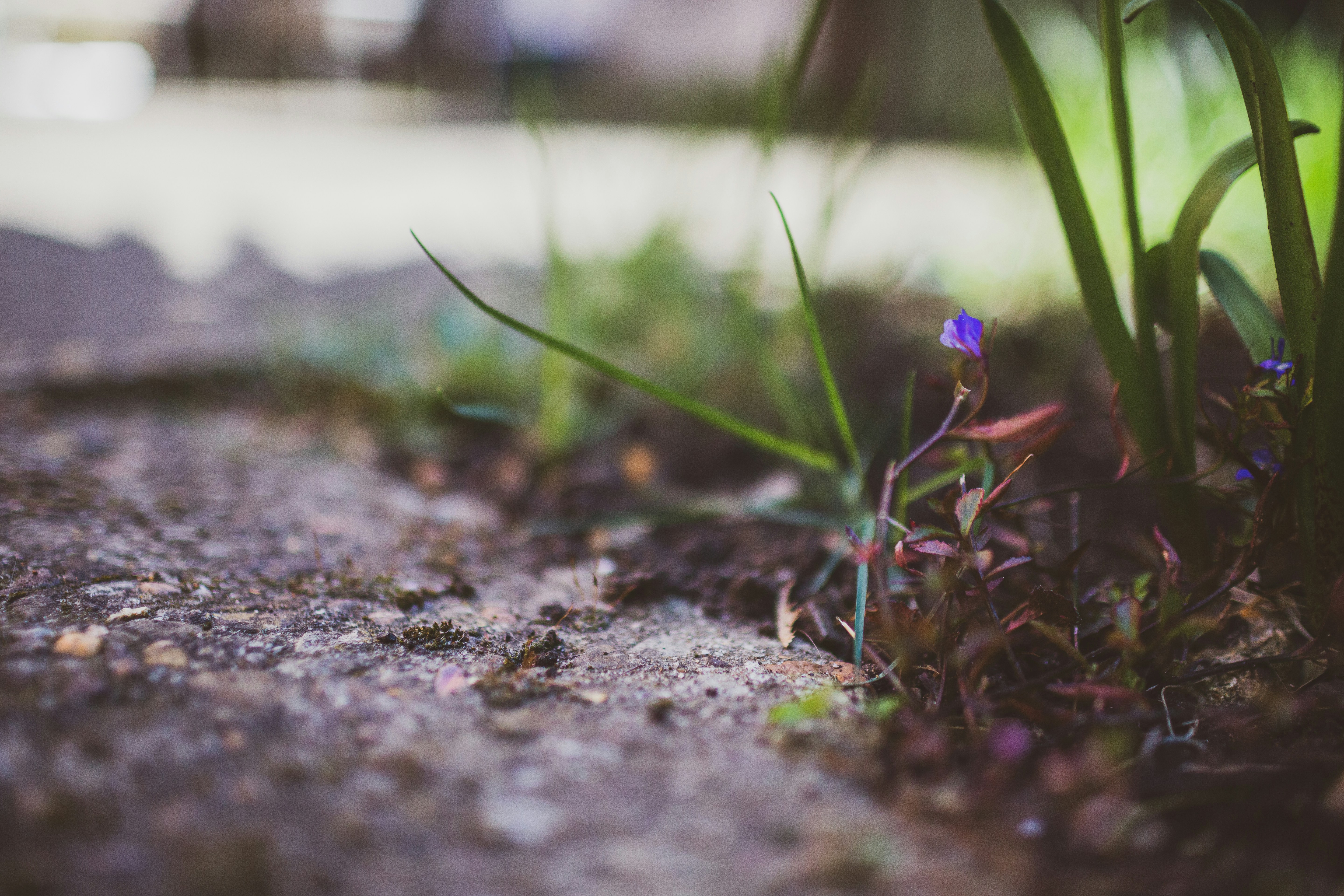 Whispers of the Understory