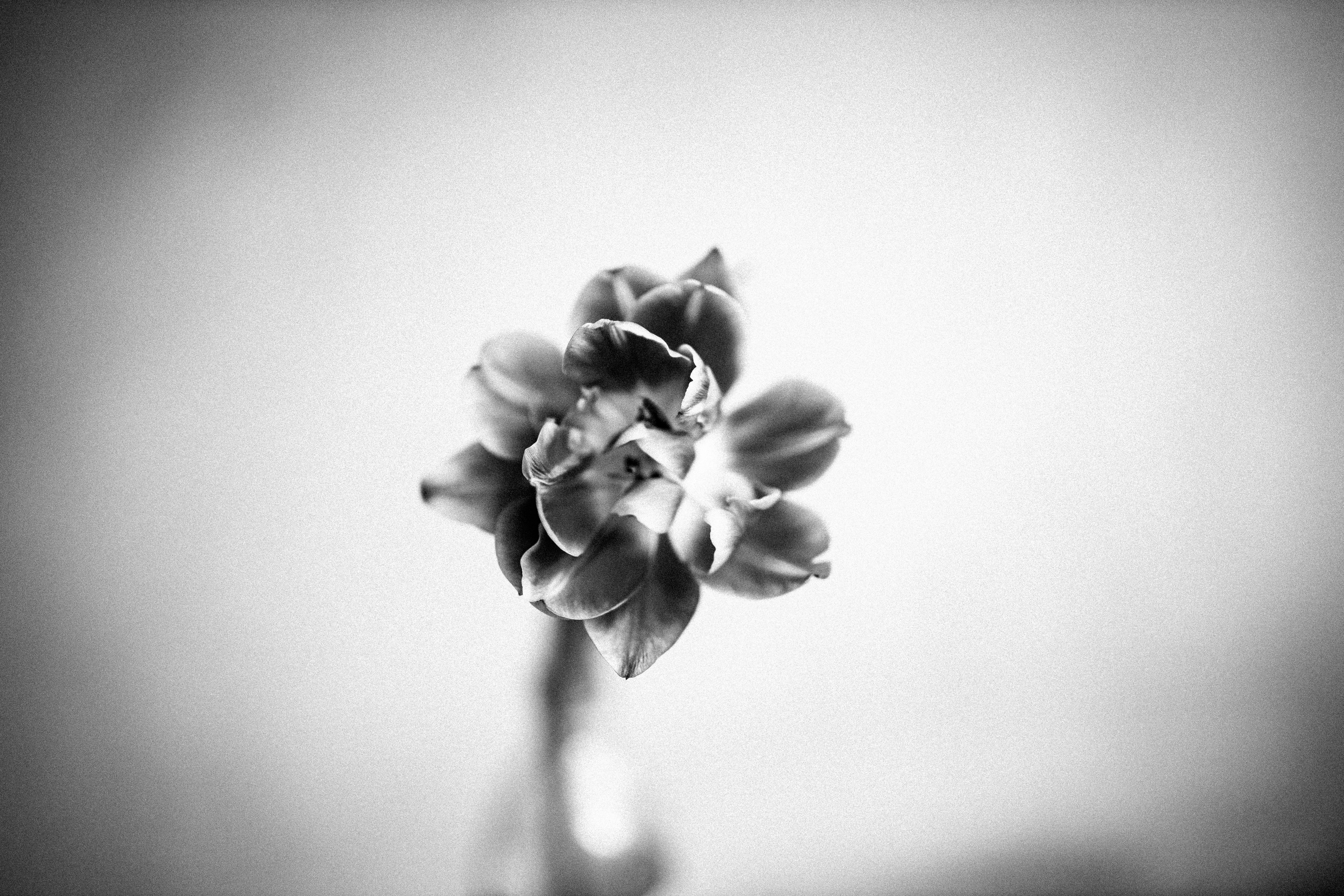 Faded Flower Pictures | Download Free Images on Unsplash