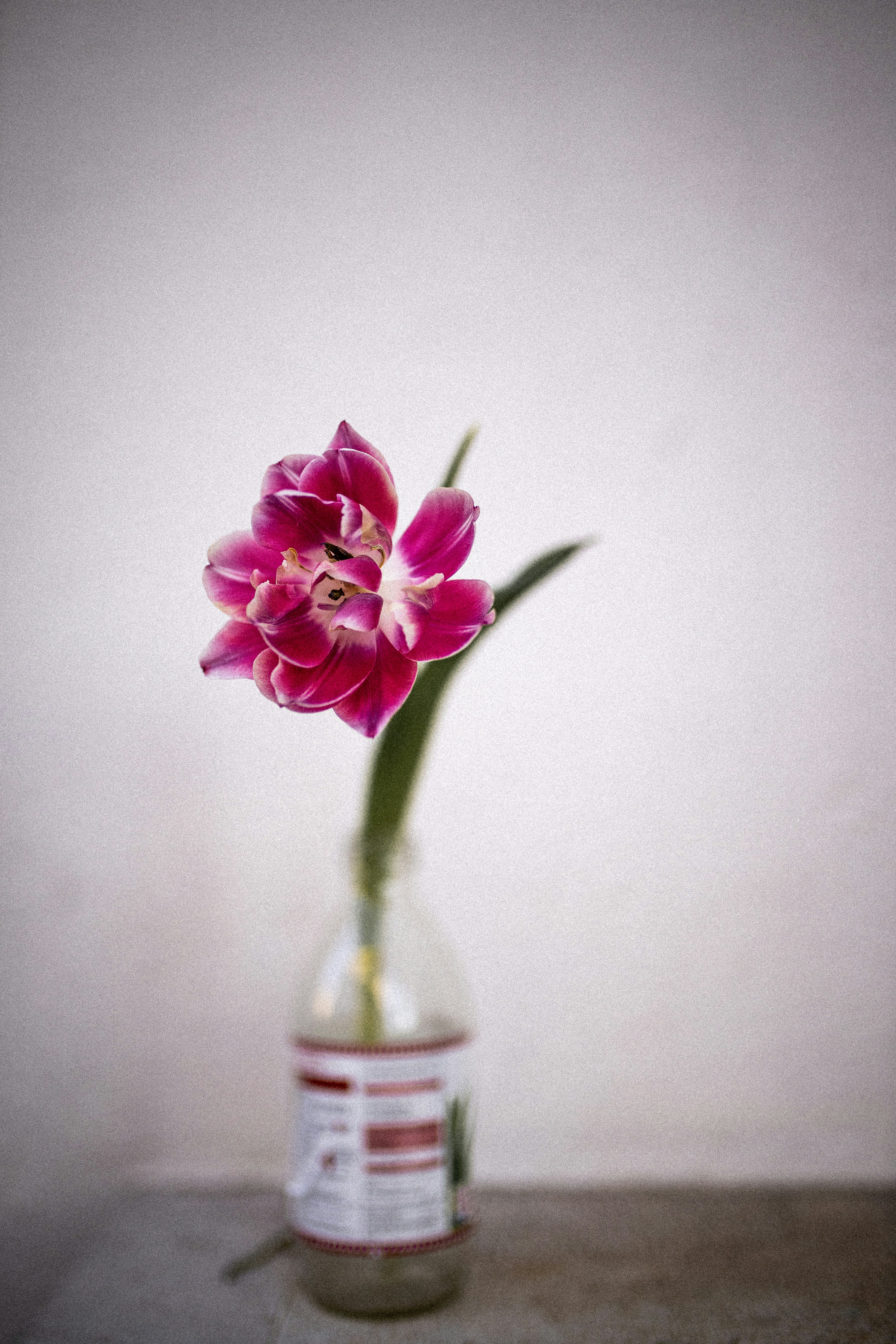 Crimson Tulip in a Quiet Glass Vessel: A Minimalist Still Life
