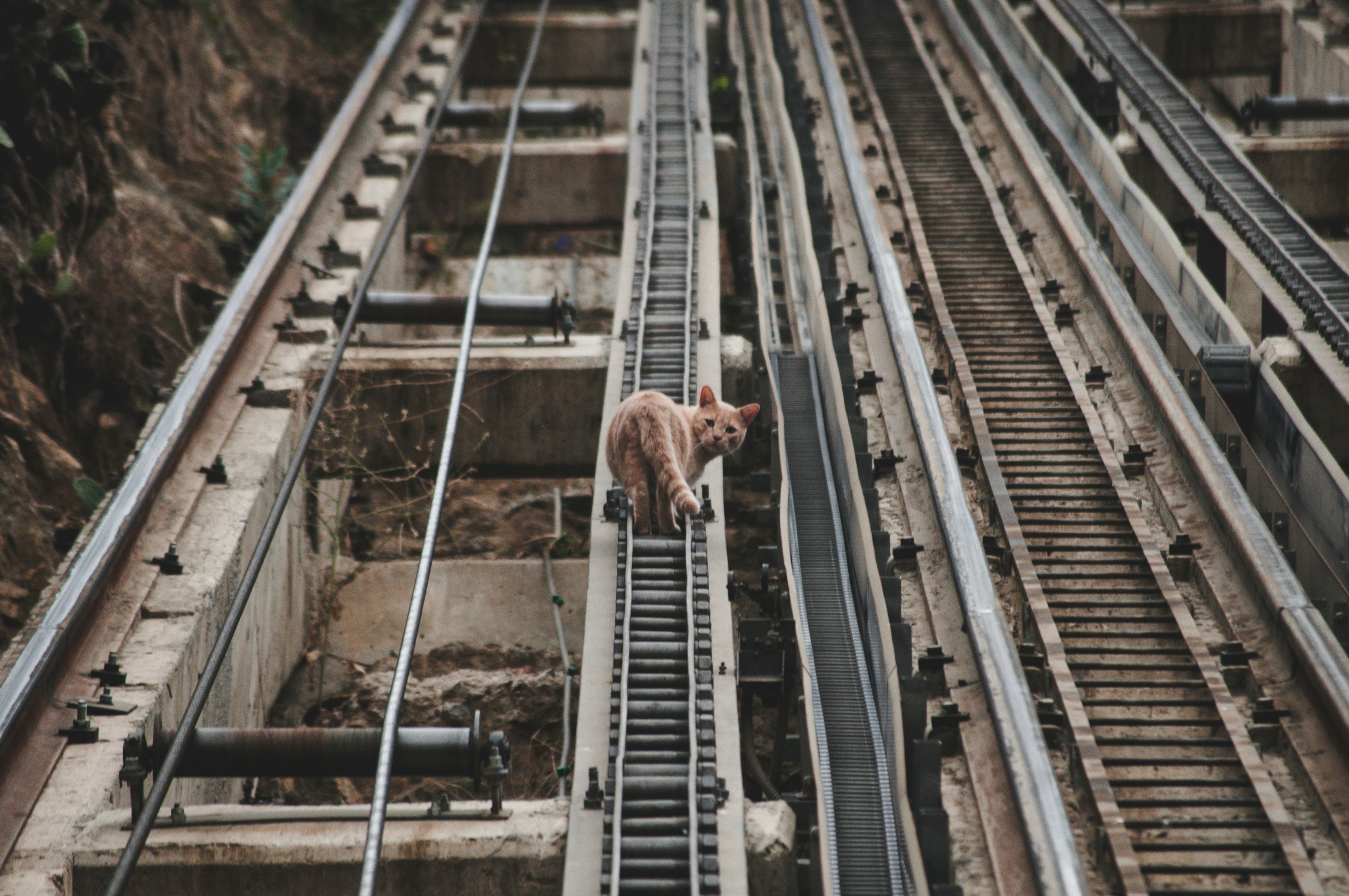 Convergence of Rails: A Cat Pauses on the Iron Spine