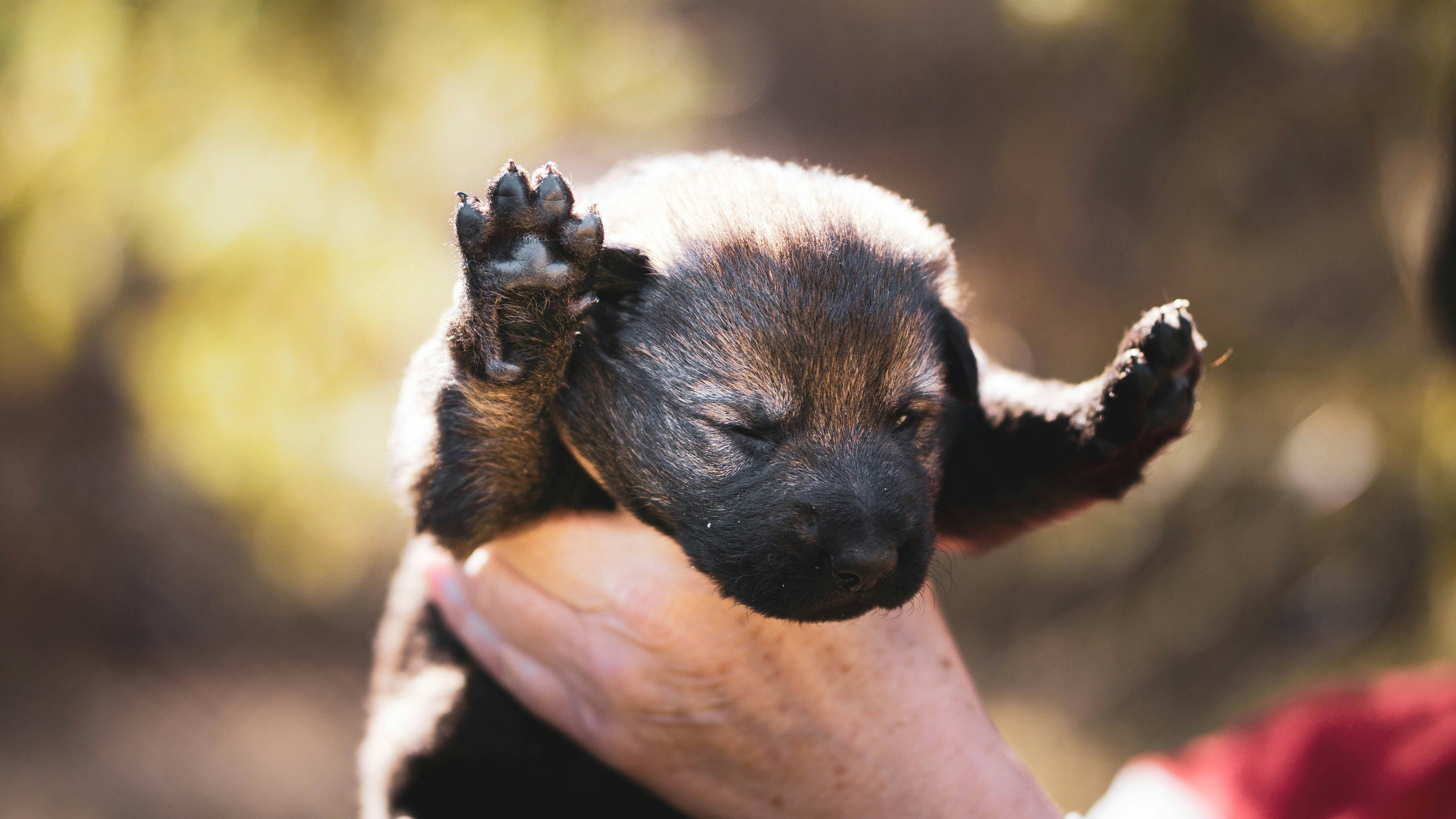 Tiny Fist of Sleep: A Pup Quietly Surrendered to Dreamland