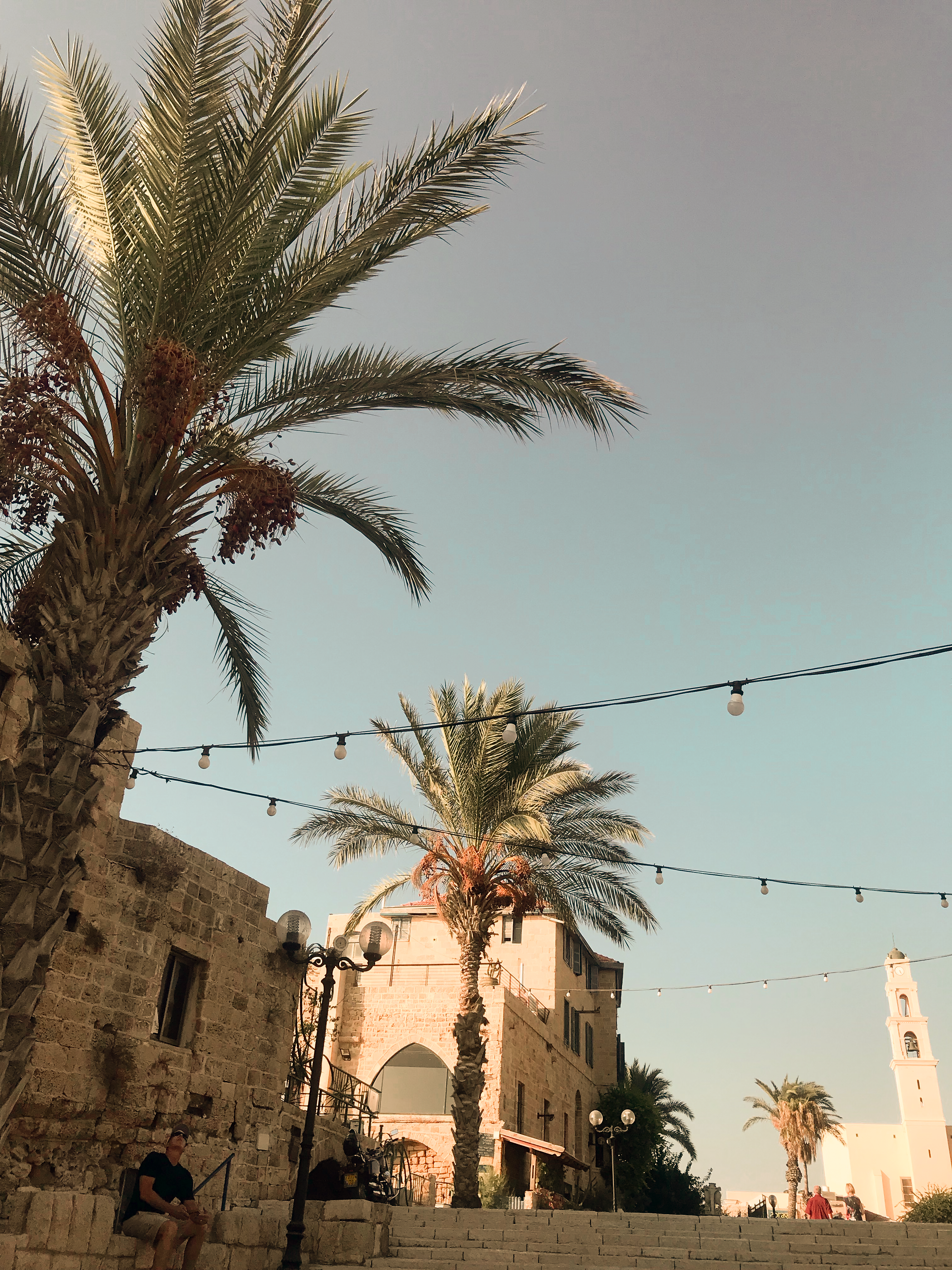 palm tree near brown concrete building