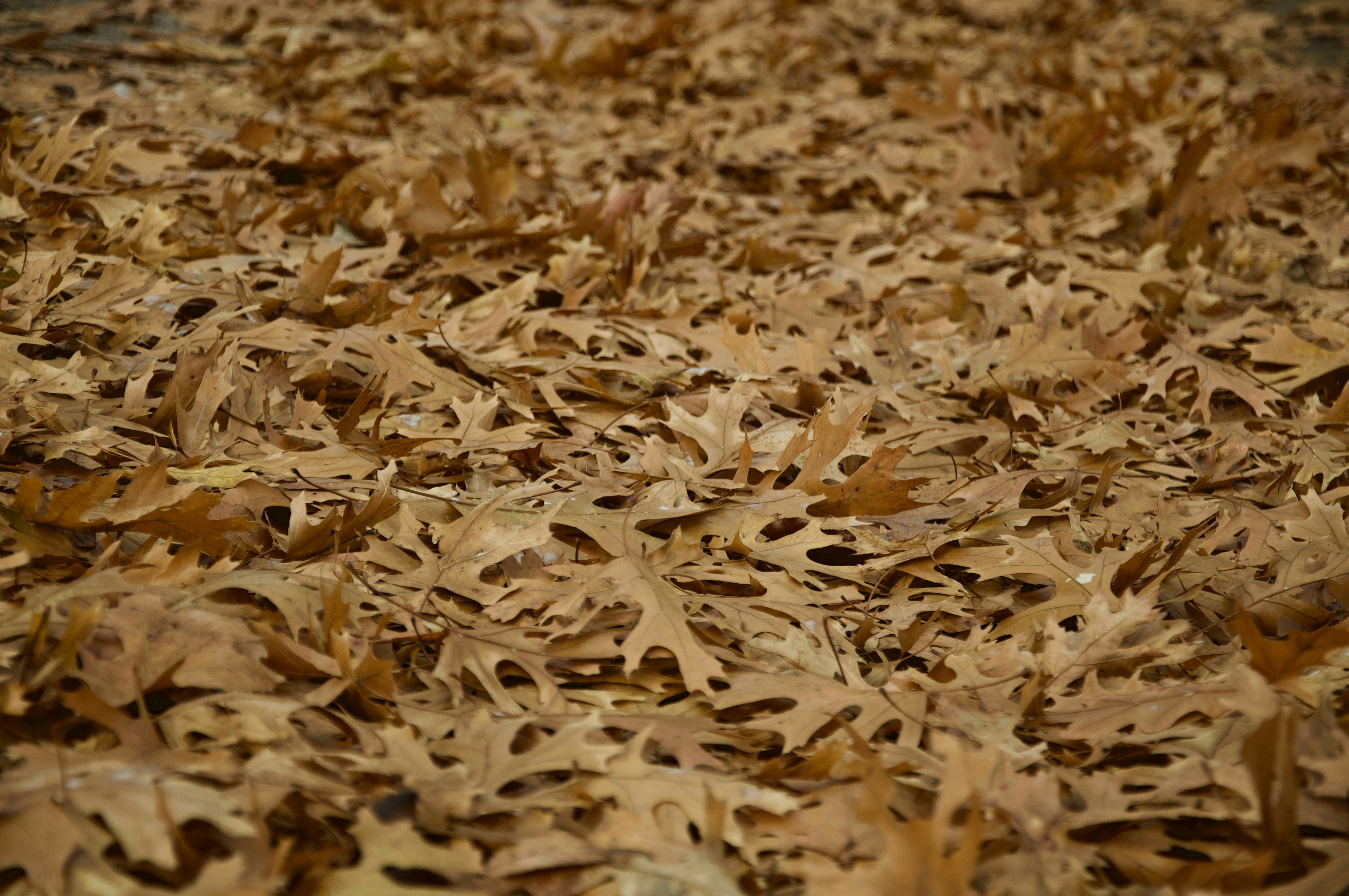 Layer of brown dried oak leaves covering the ground in a natural setting.